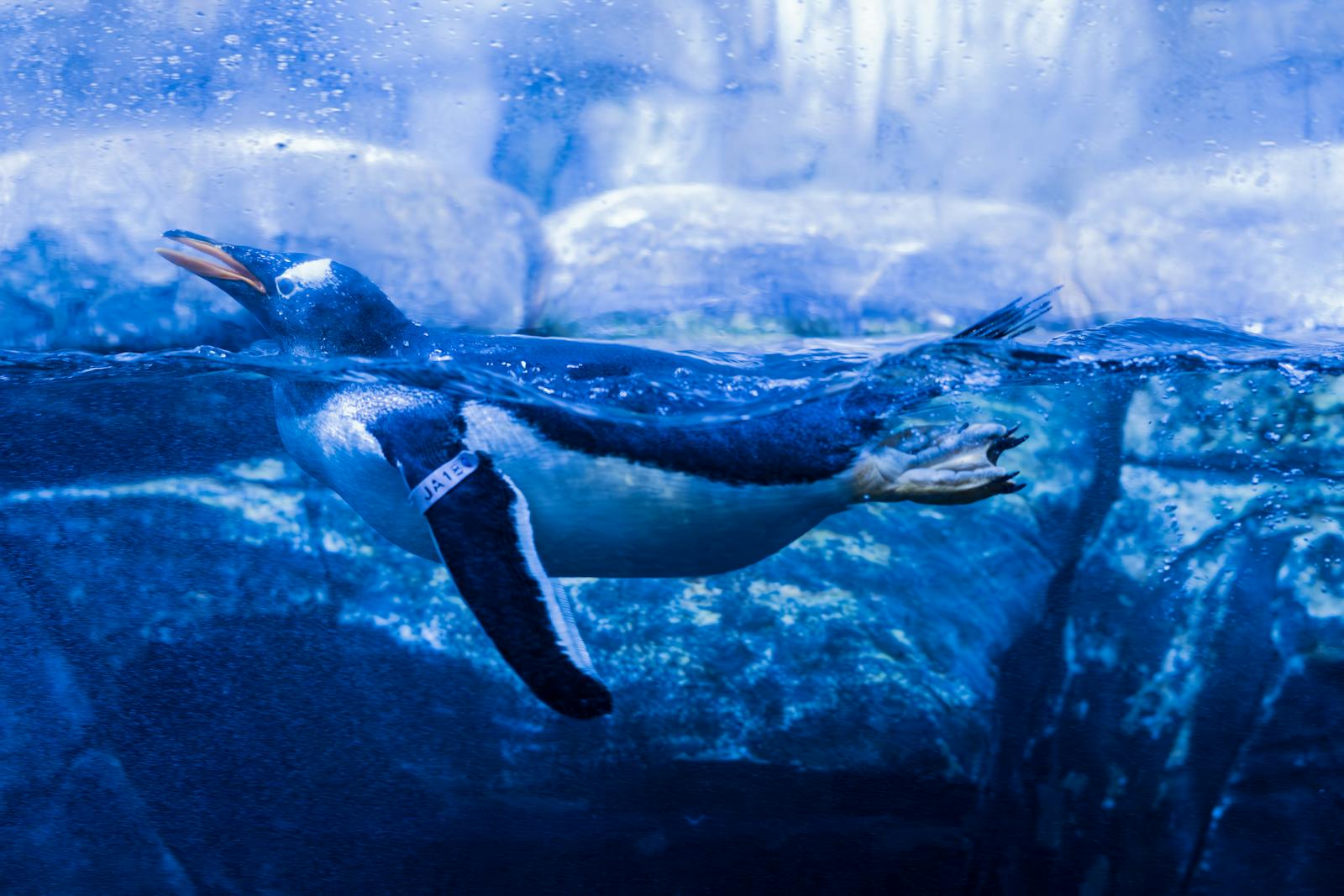 Desktop Wallpaper Penguin Photos, Download The BEST Free Desktop ...