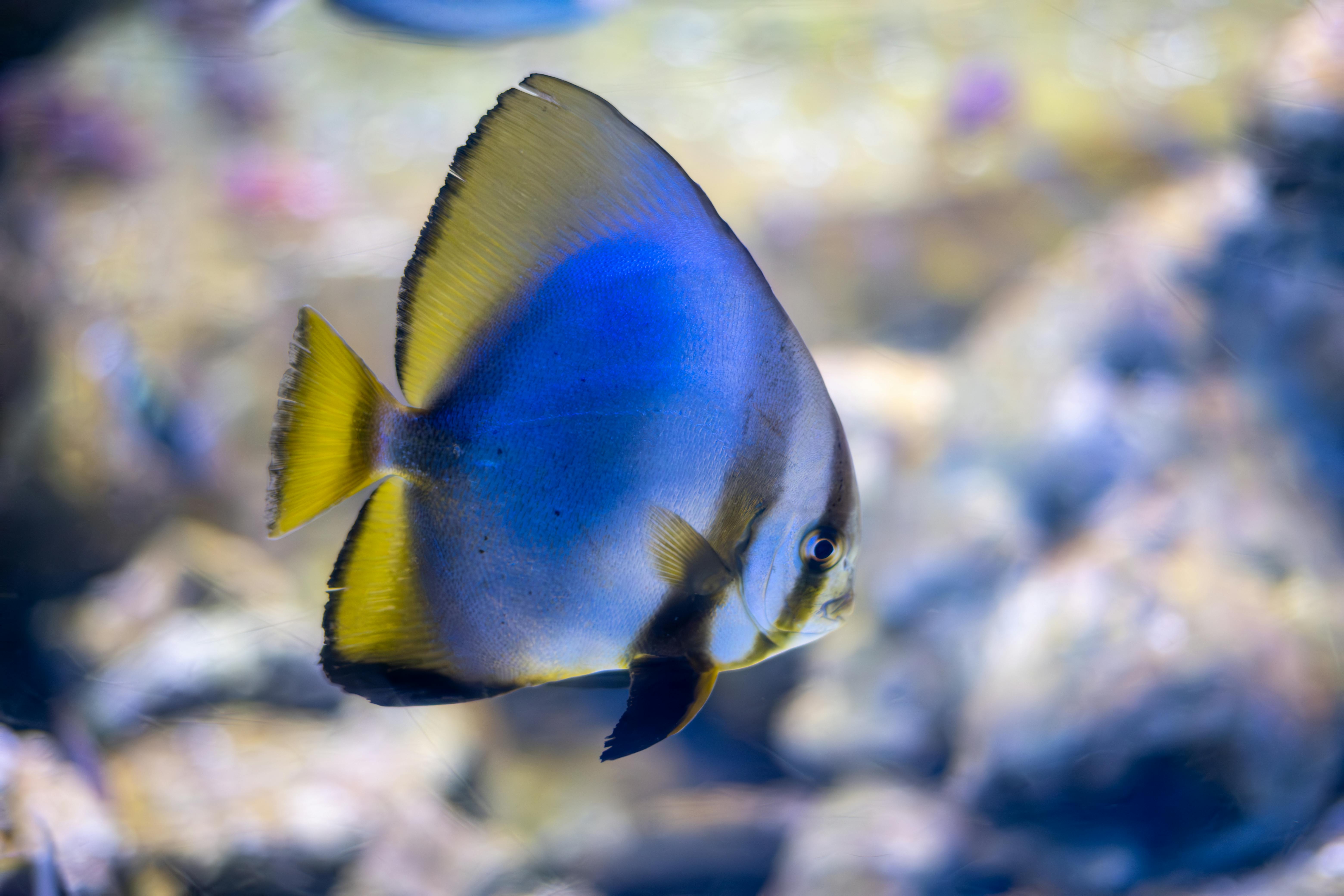 Fish Wallpapers Photos, Download The BEST Free Fish Wallpapers Stock ...