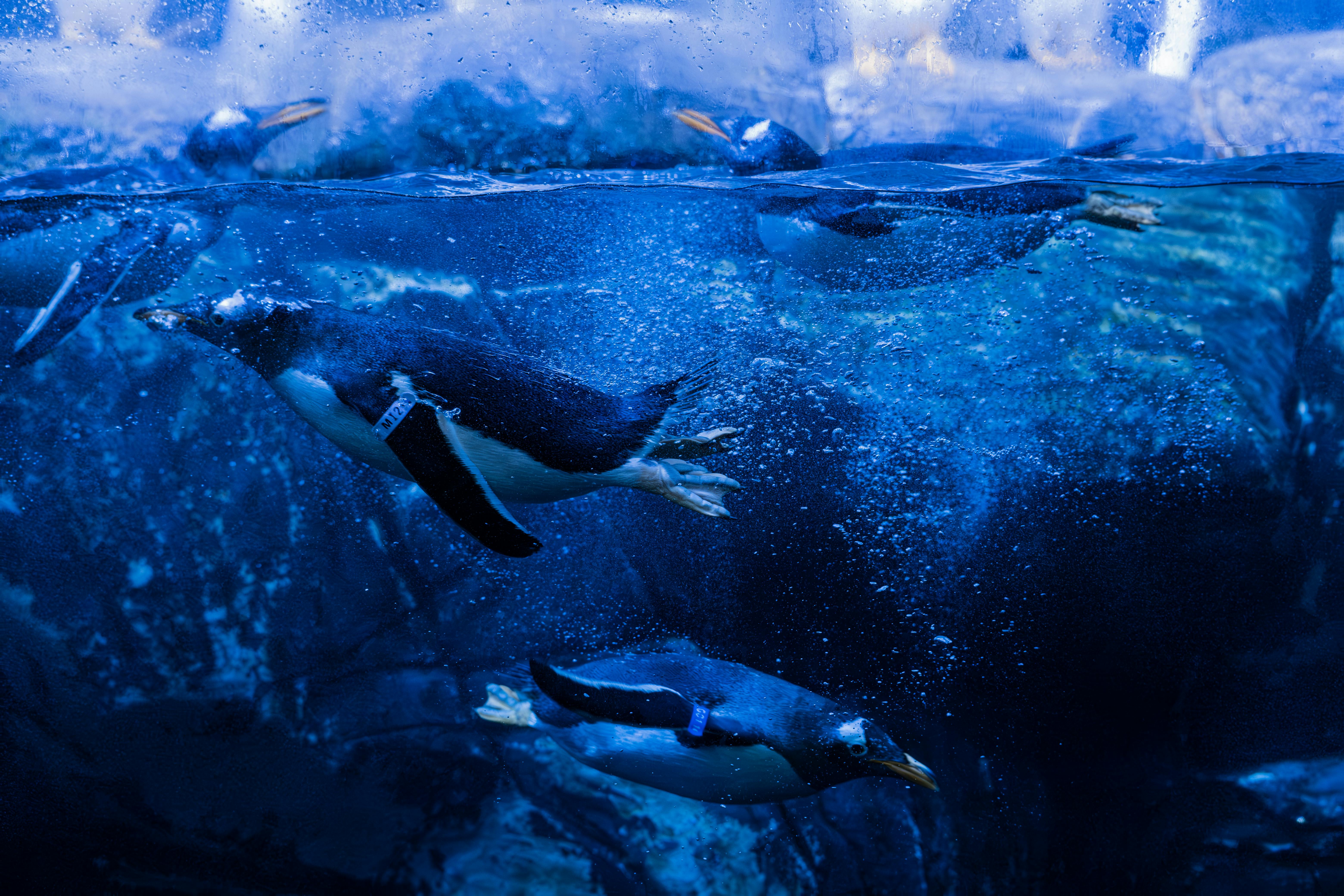 Muslim Swim Photos, Download The BEST Free Muslim Swim Stock Photos ...