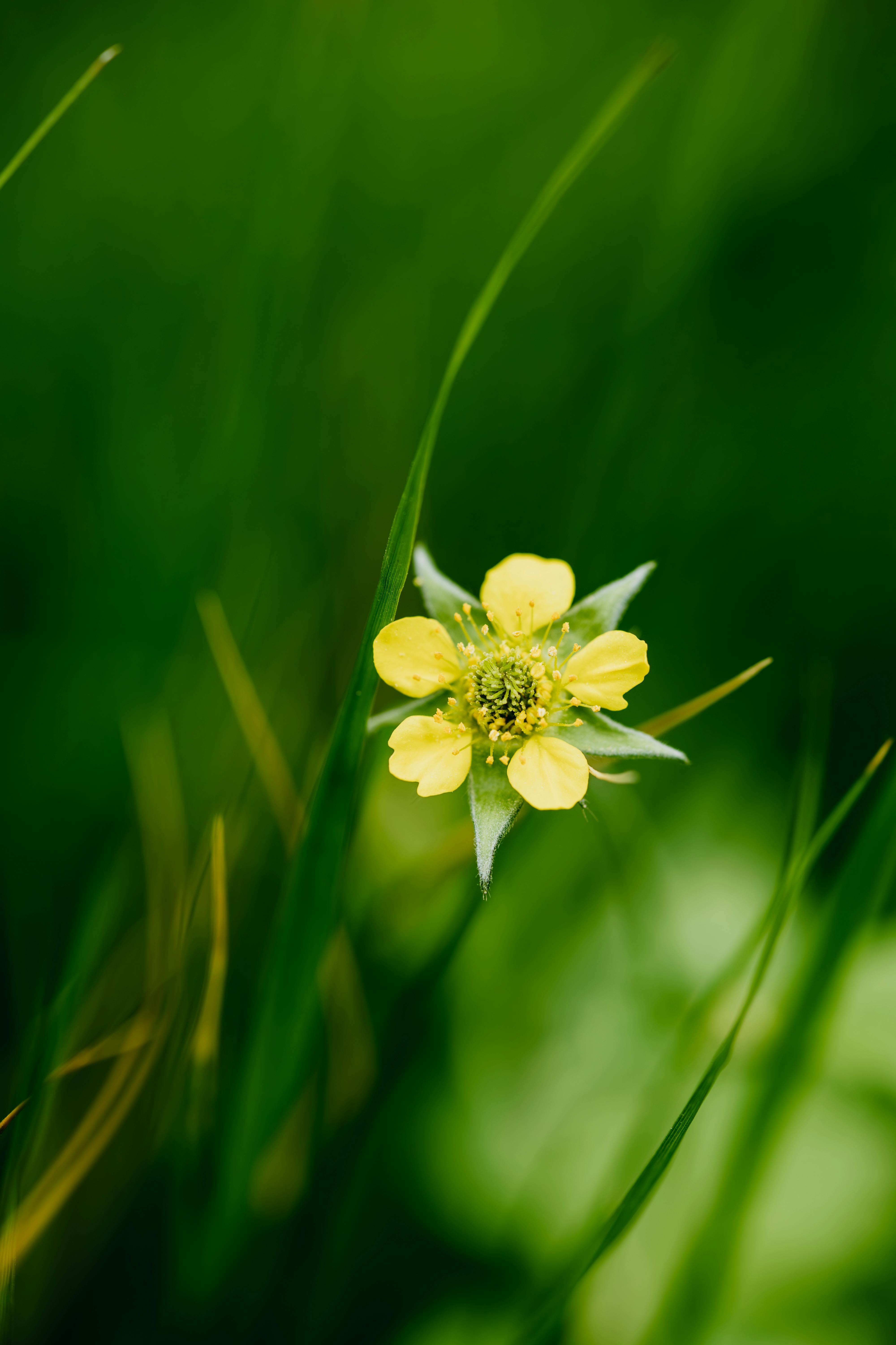 Natura Fotografii Photos, Download The BEST Free Natura Fotografii ...