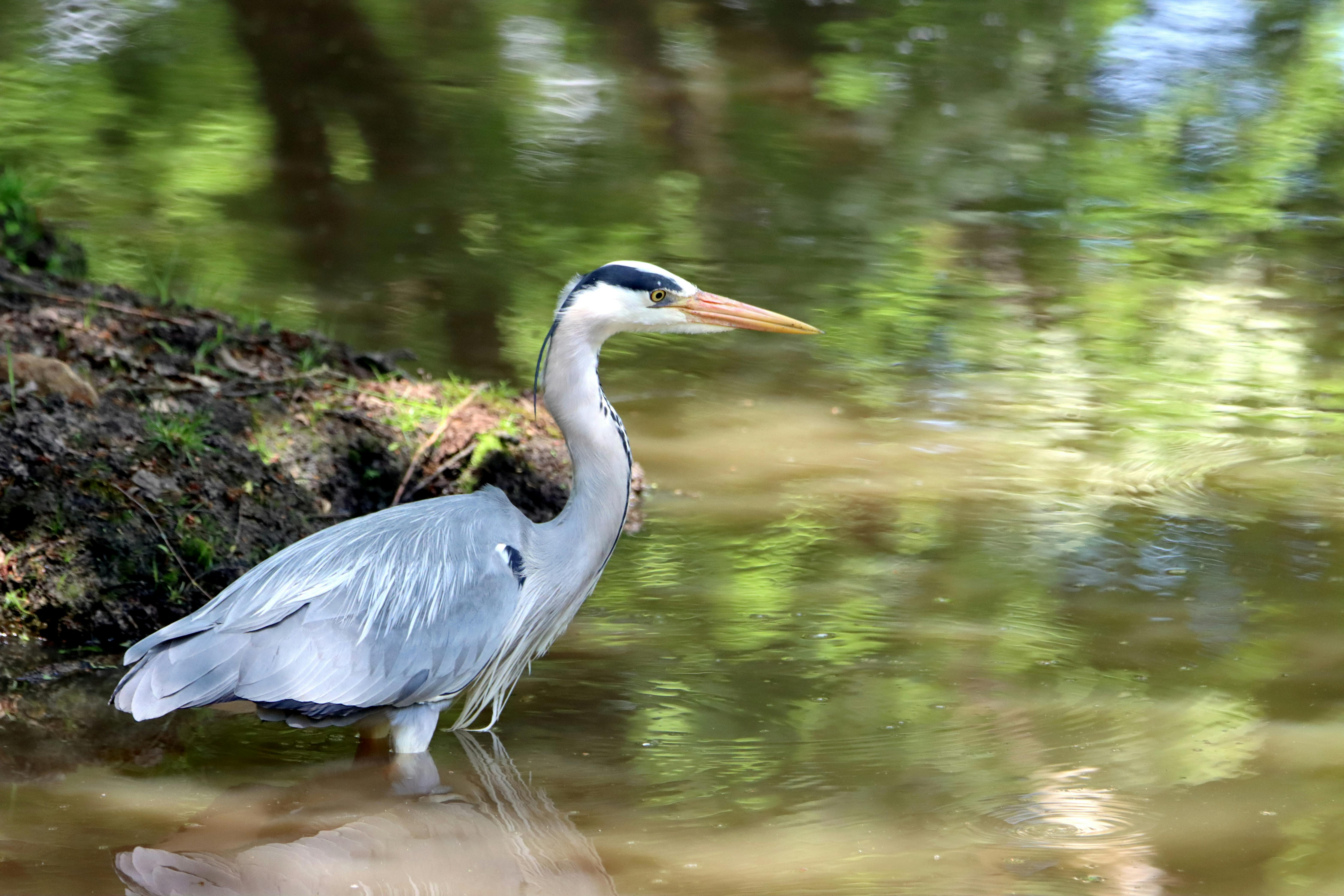 Blue Heron · Free Stock Photo