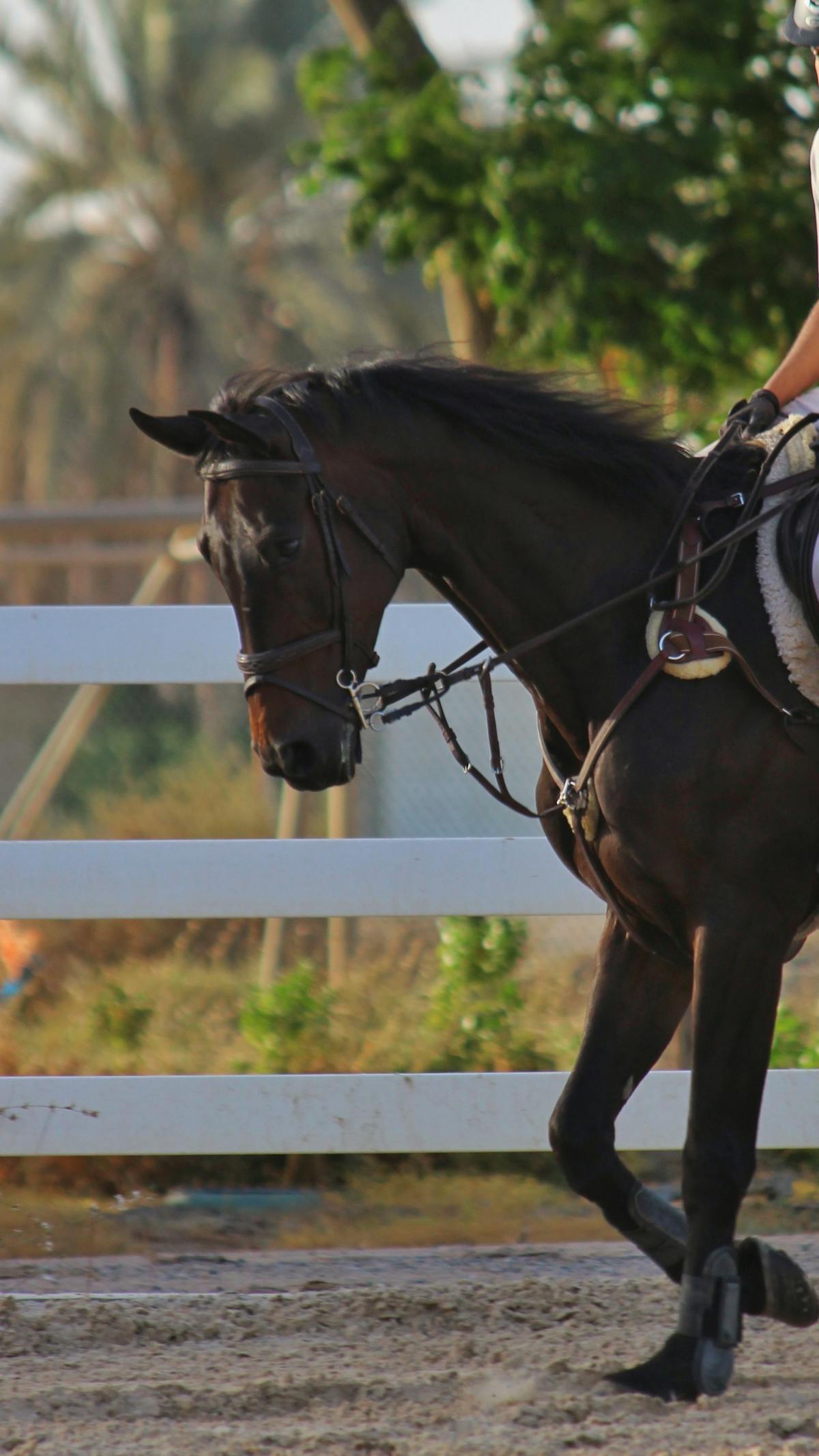 Riding Horse Photos, Download The BEST Free Riding Horse Stock Photos ...