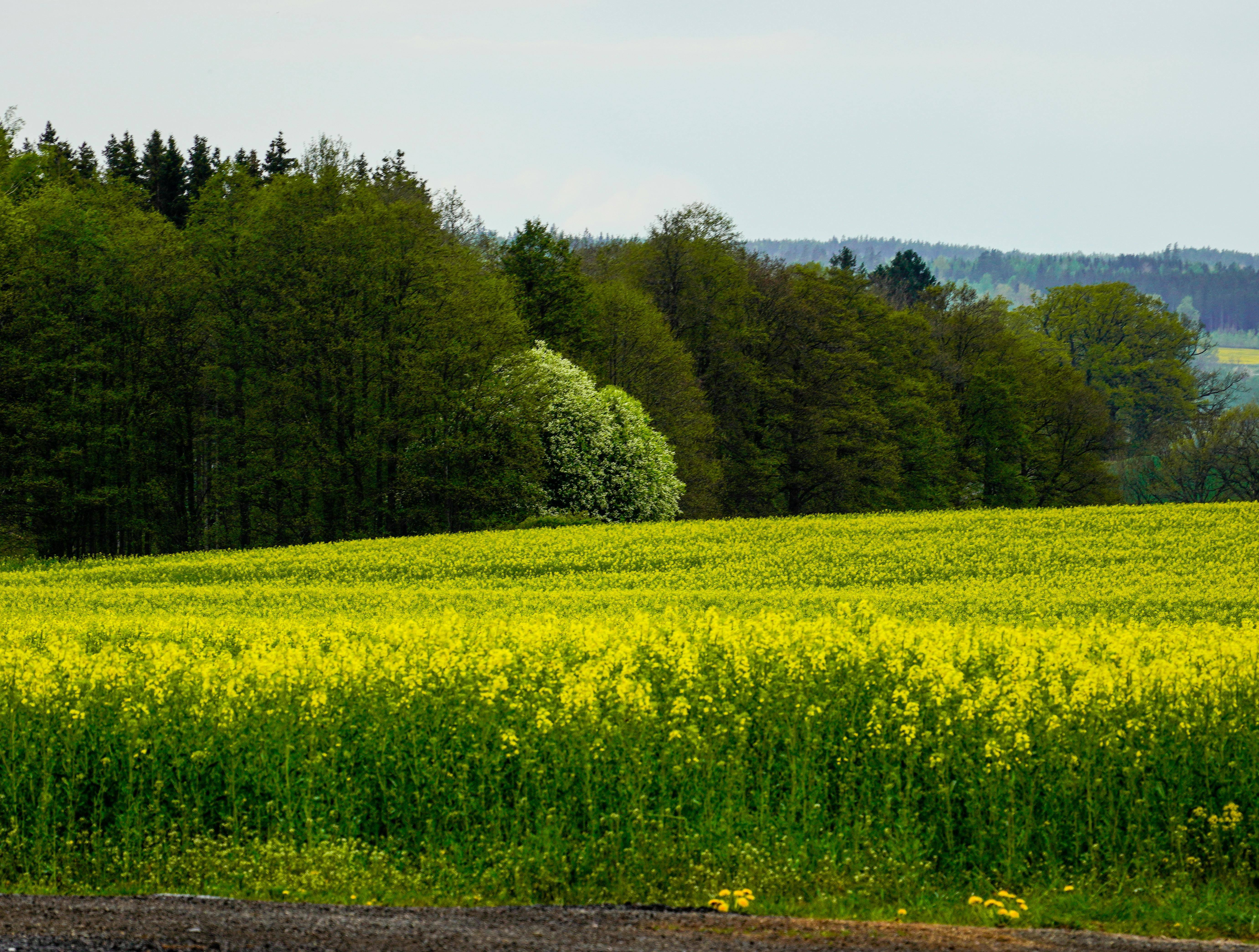 Yellow Rapeseed Field · Free Stock Photo