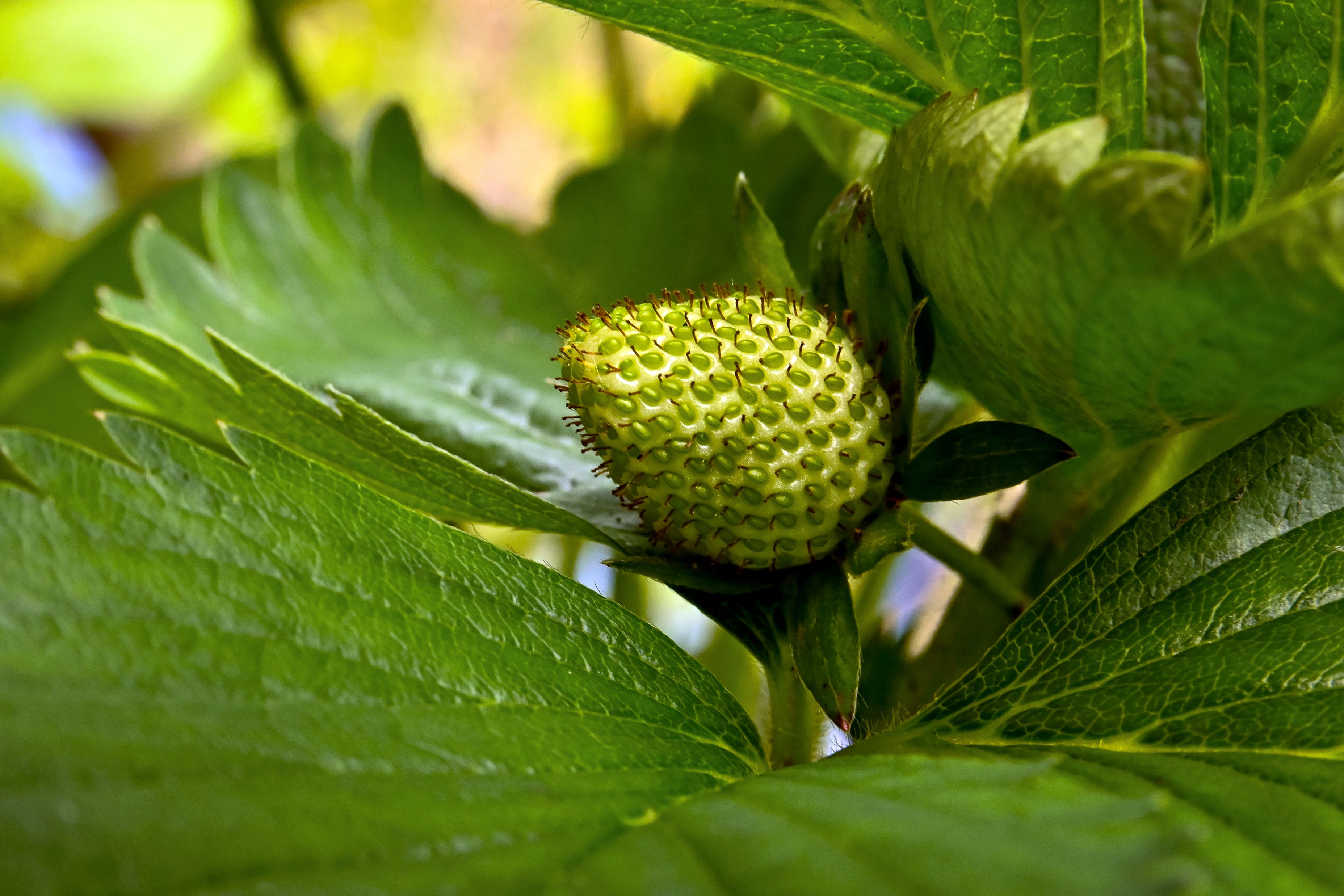 unripe fresh green spring strawberry · Free Stock Photo