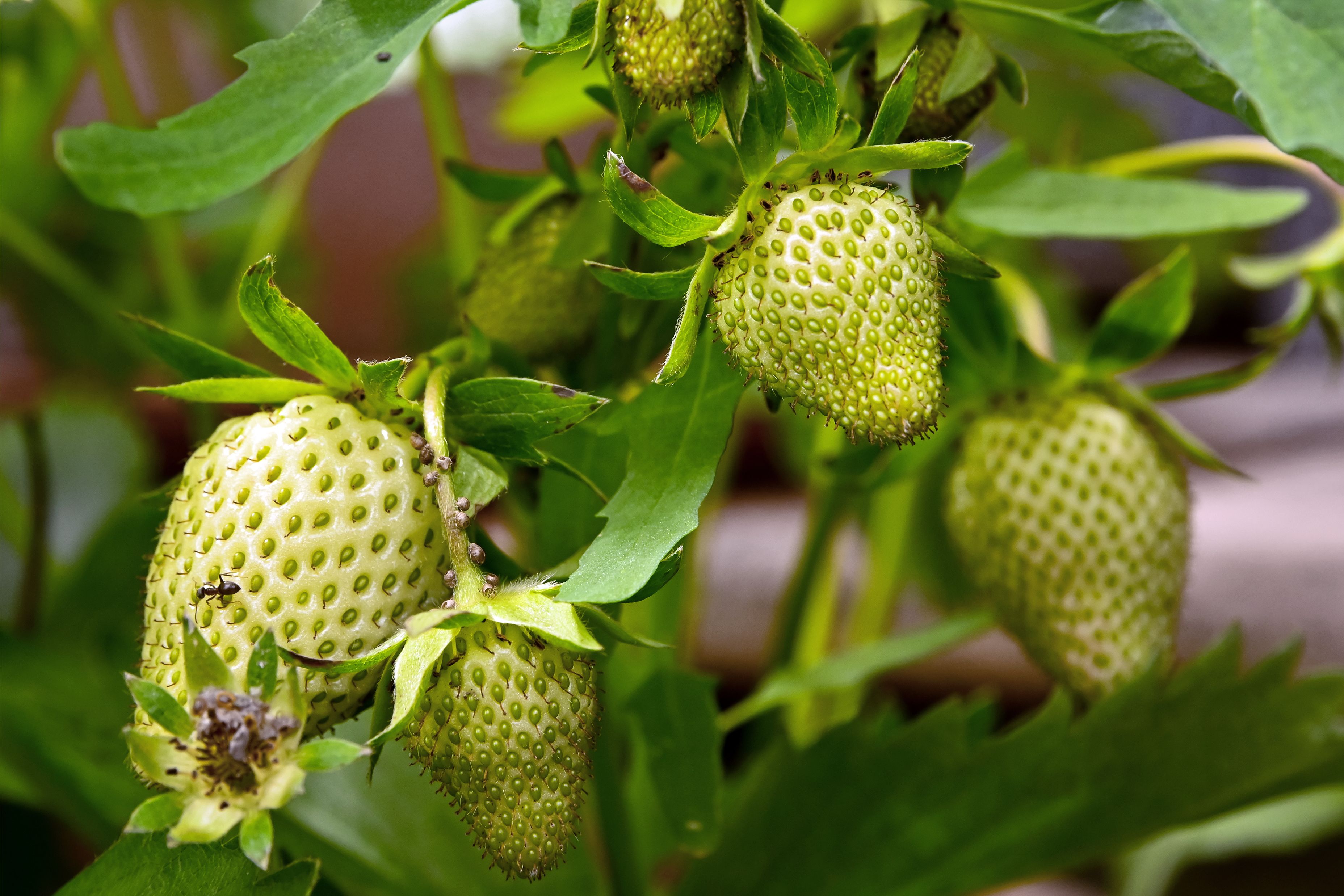 unripe fresh green spring strawberry · Free Stock Photo