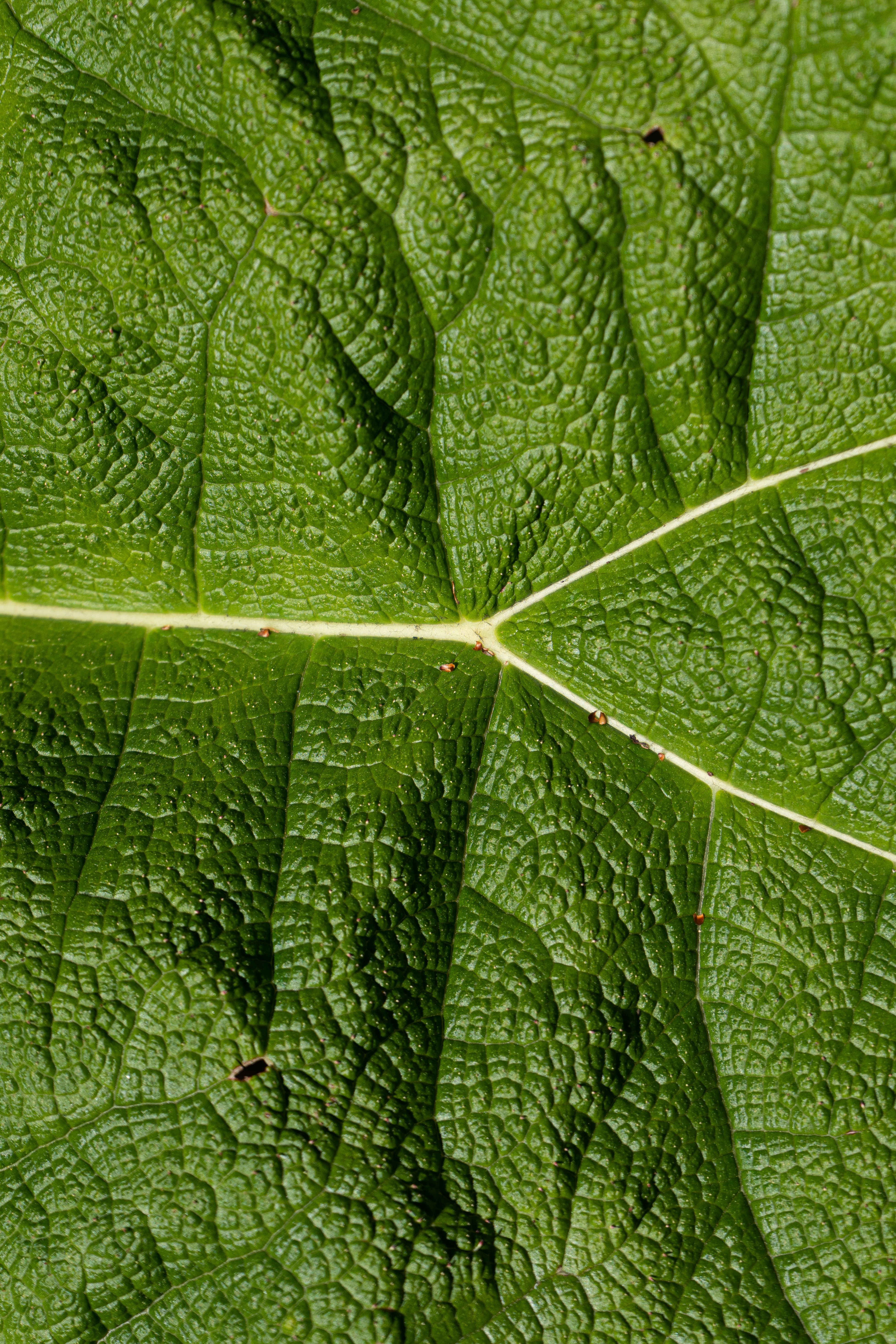 A close up of a leaf with a green center · Free Stock Photo