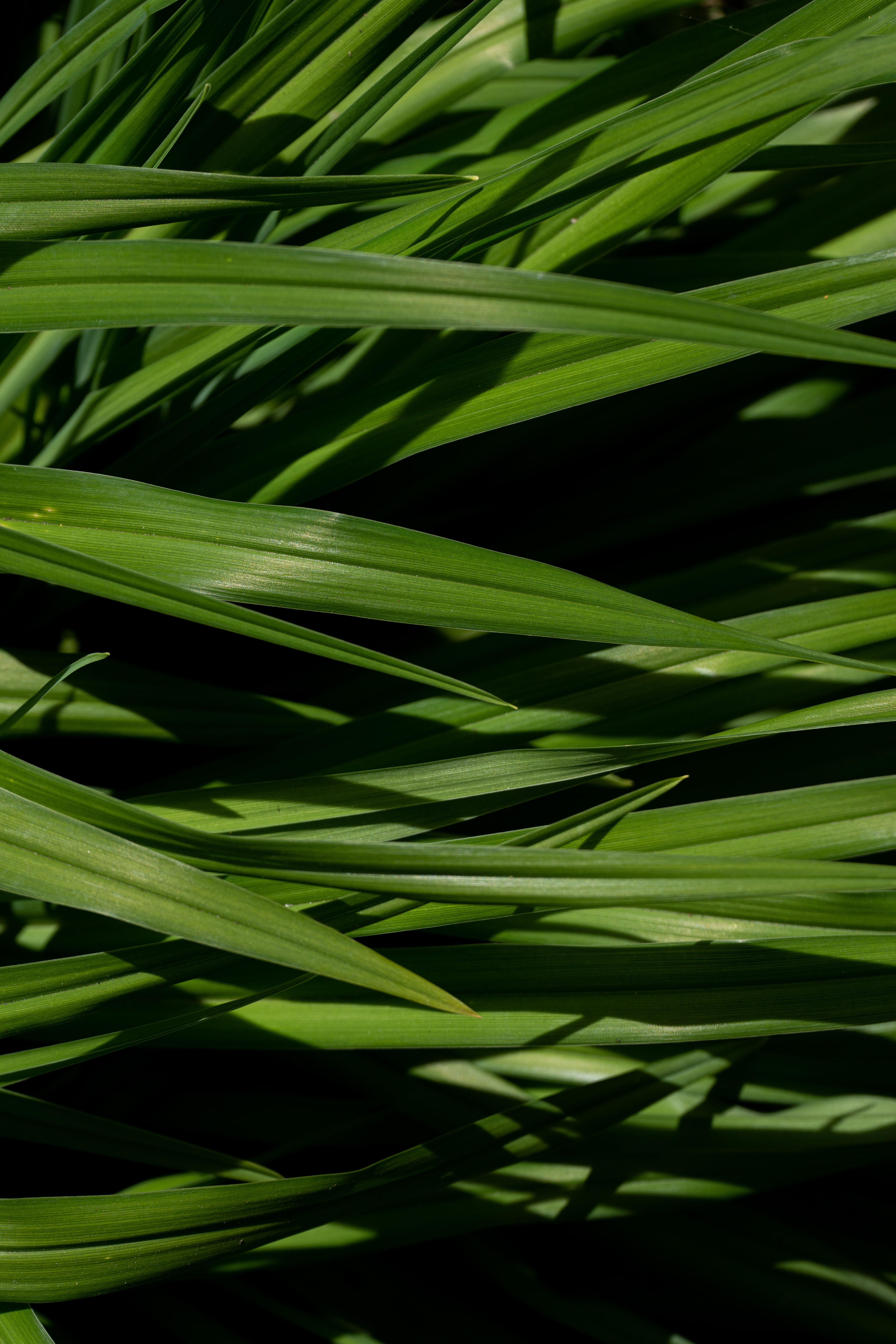 A close up of green grass with some leaves · Free Stock Photo