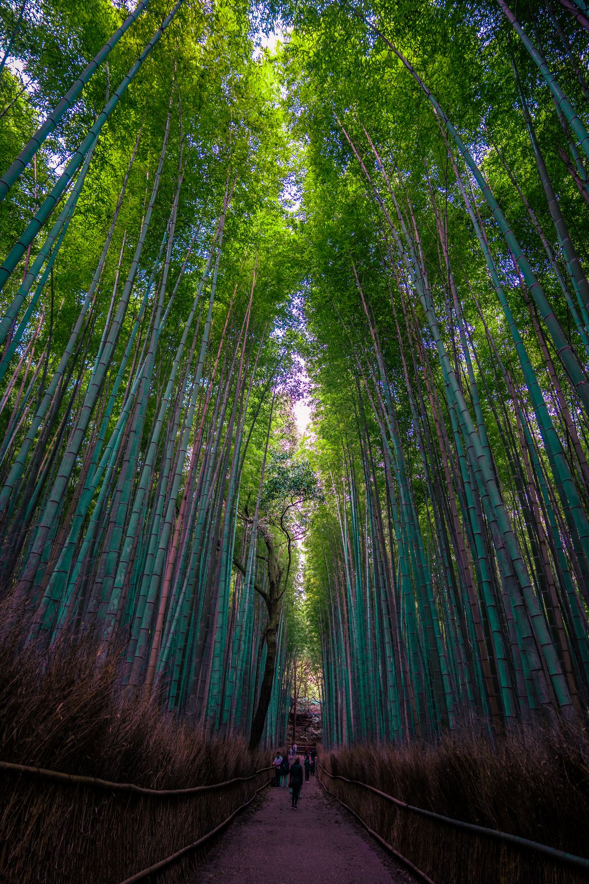 Japan Forest Photos, Download The BEST Free Japan Forest Stock Photos ...