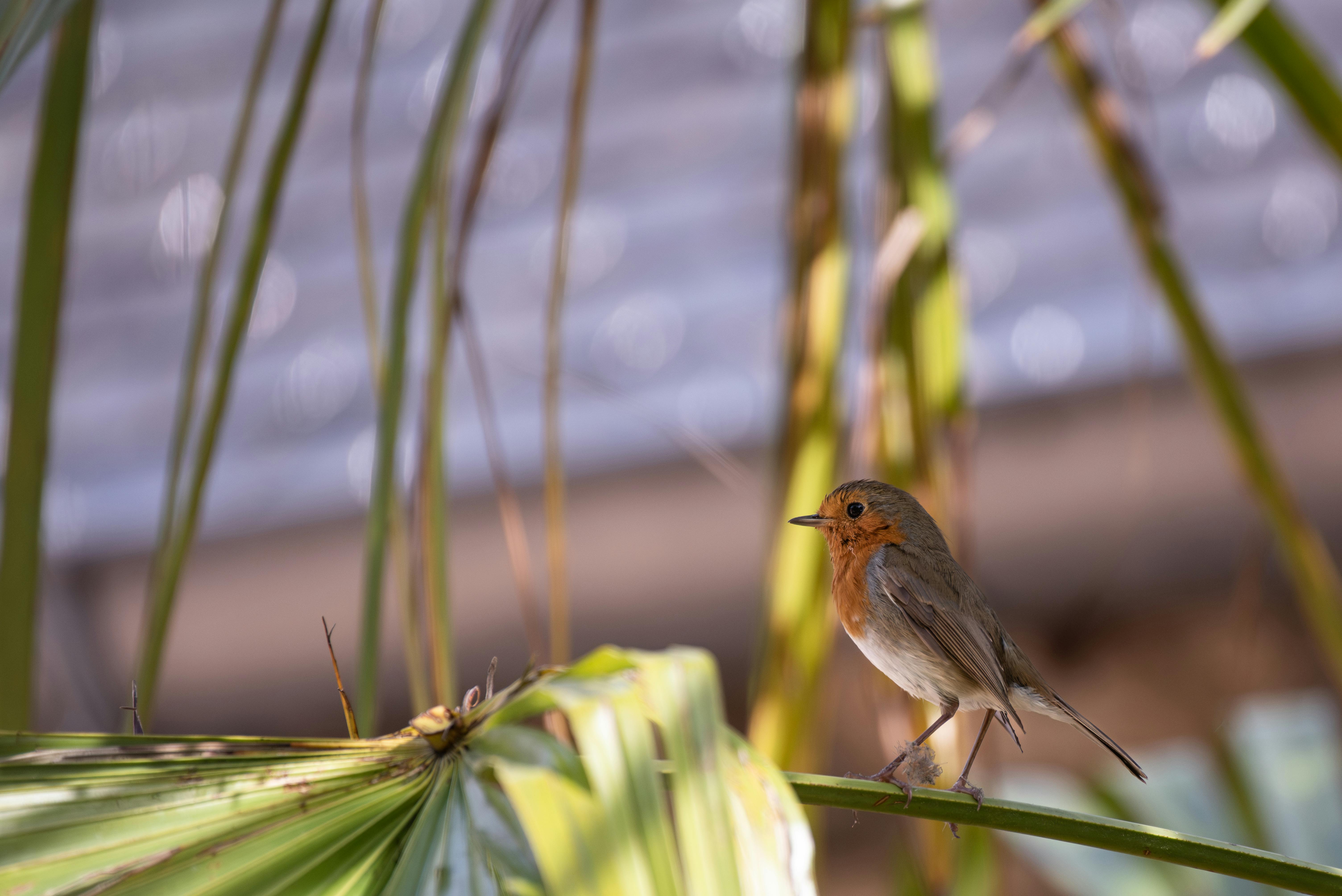 Close up of Bird · Free Stock Photo
