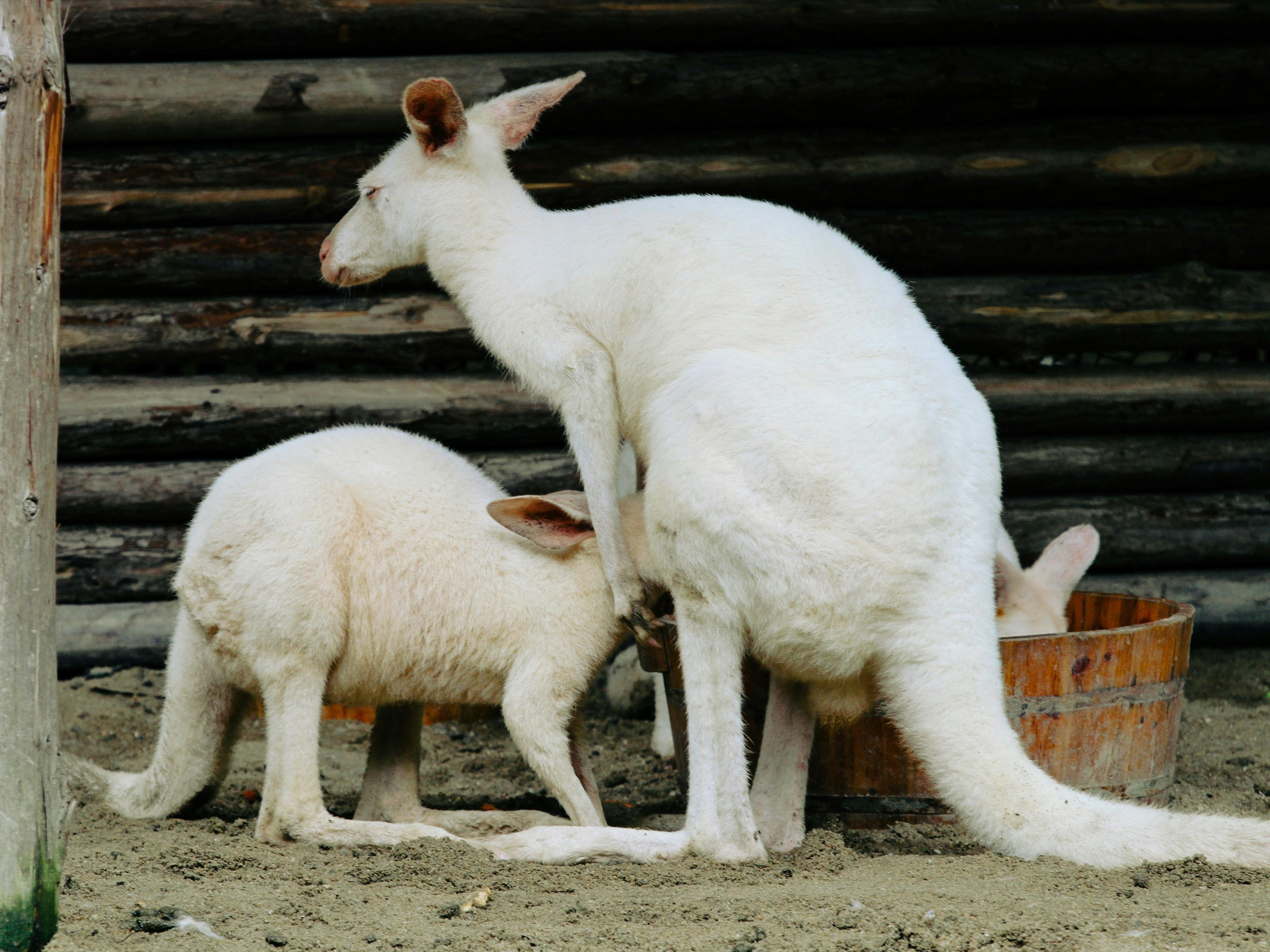 Close up of White Kangaroos · Free Stock Photo