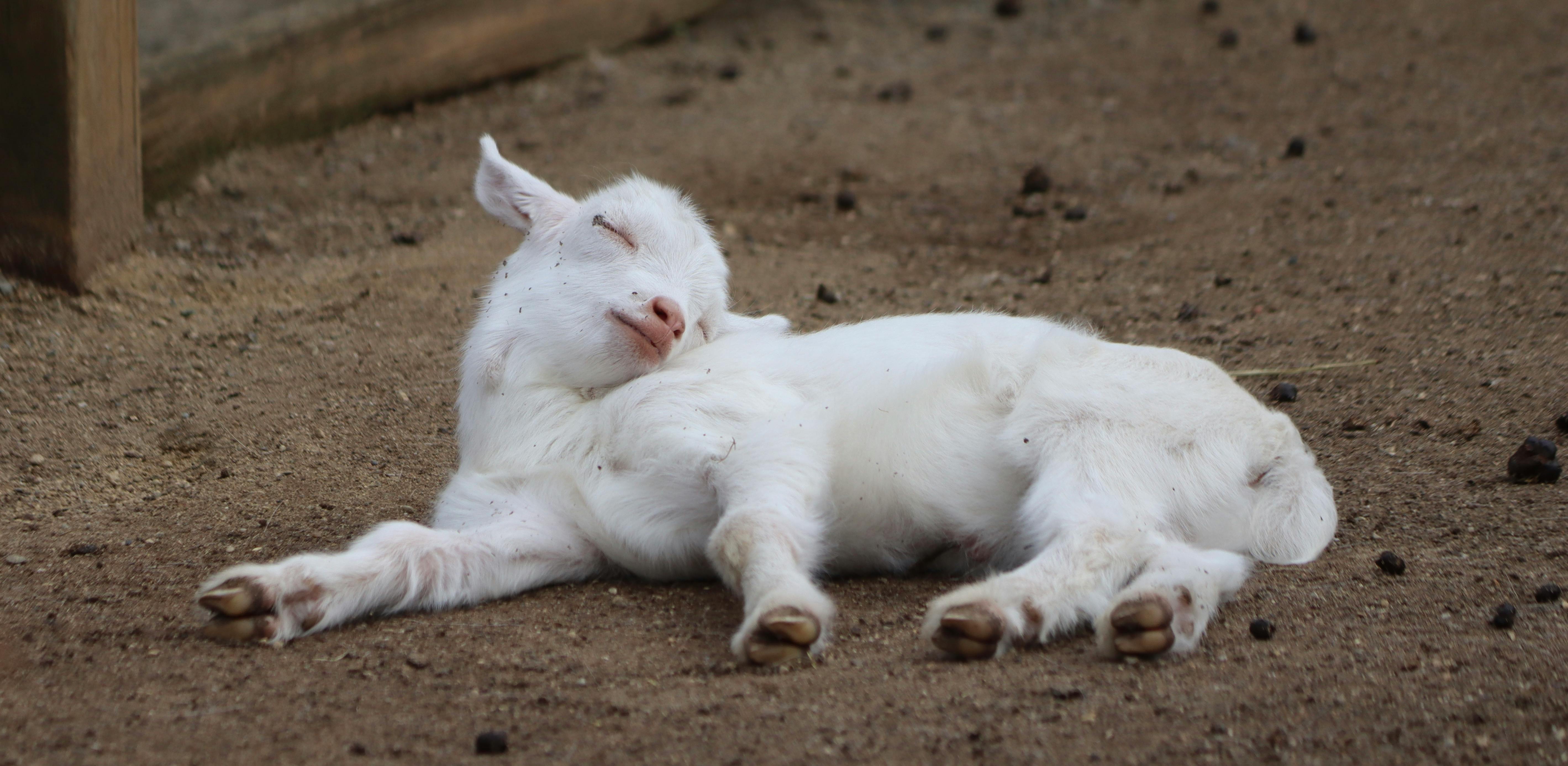 White Goat Kid Lying Down and Sleeping · Free Stock Photo