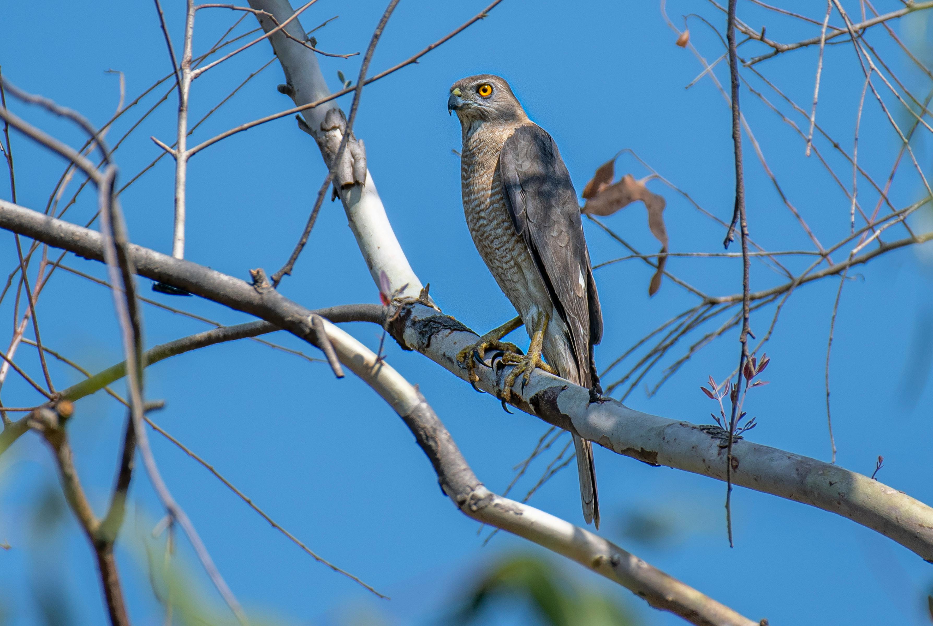 Close-up of a Shikra on a Tree Branch · Free Stock Photo