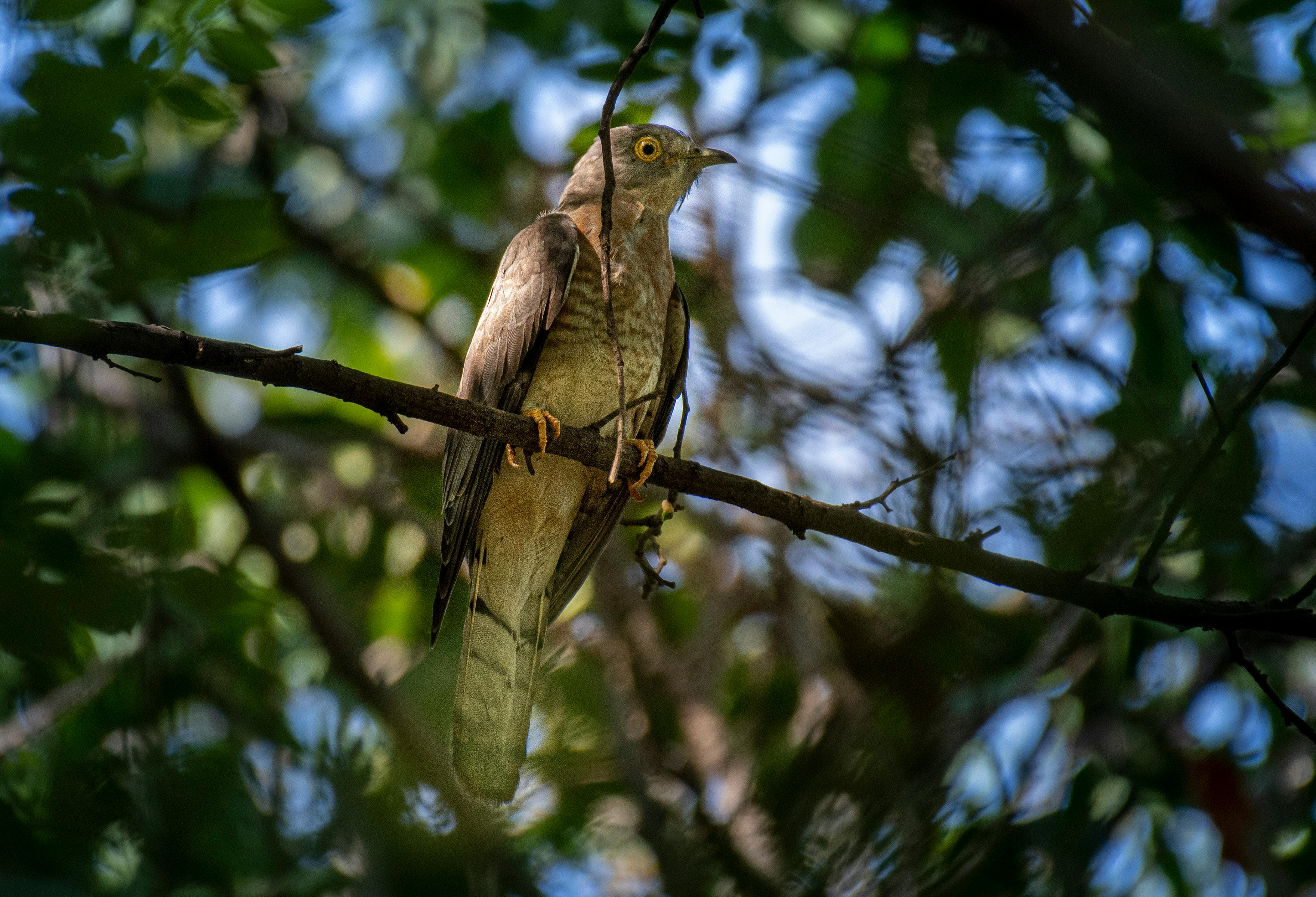 Madagascar Cuckoo on Branch · Free Stock Photo