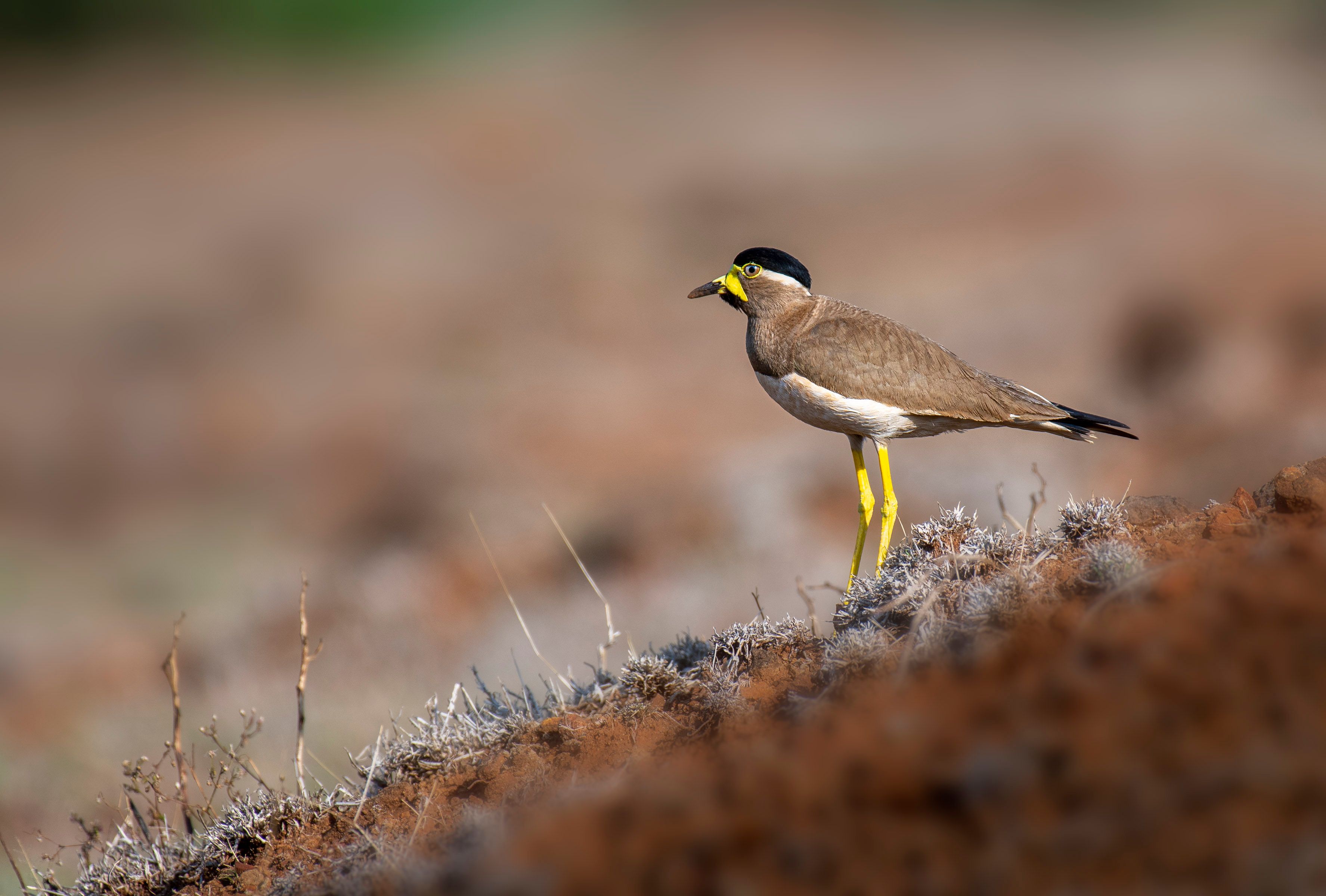 Close up of Yellow-Wattled Lapwing · Free Stock Photo