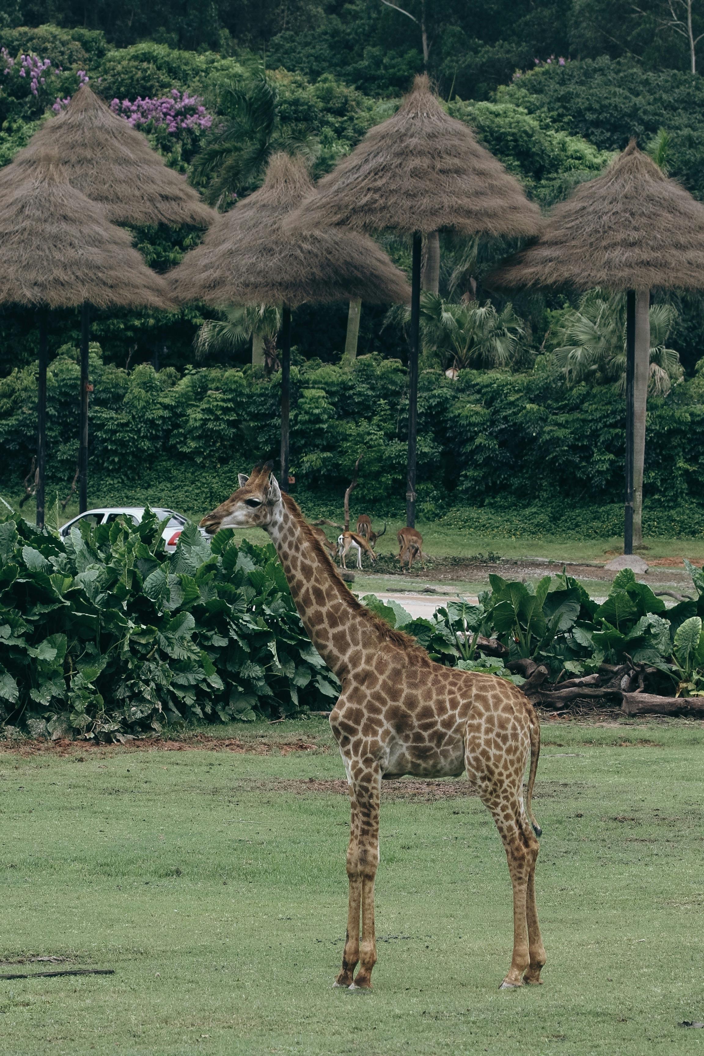 Giraff Photos, Download The BEST Free Giraff Stock Photos & HD Images
