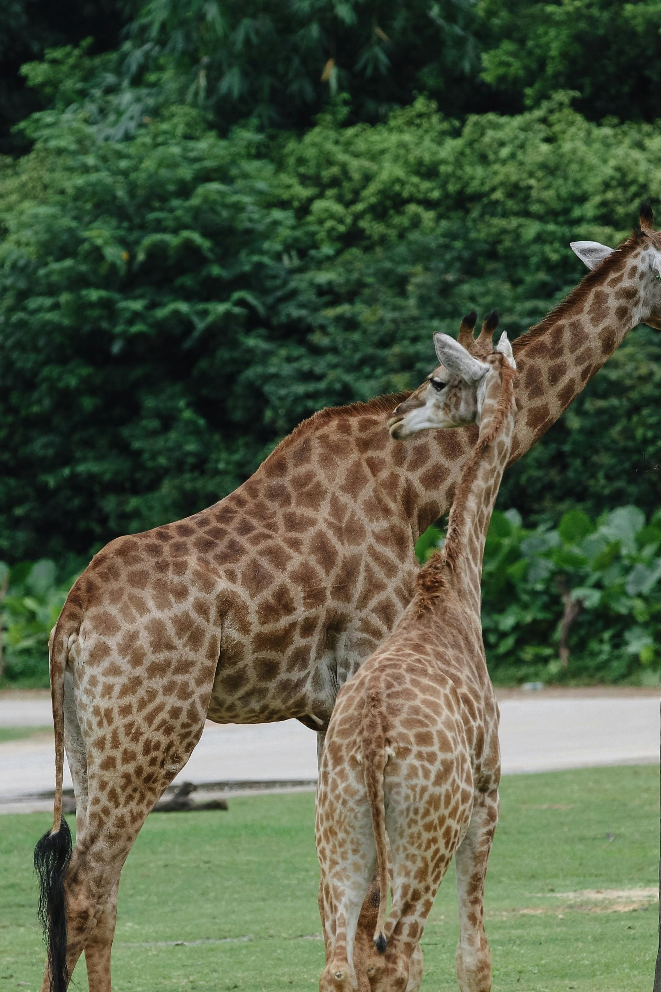Giraff Photos, Download The BEST Free Giraff Stock Photos & HD Images