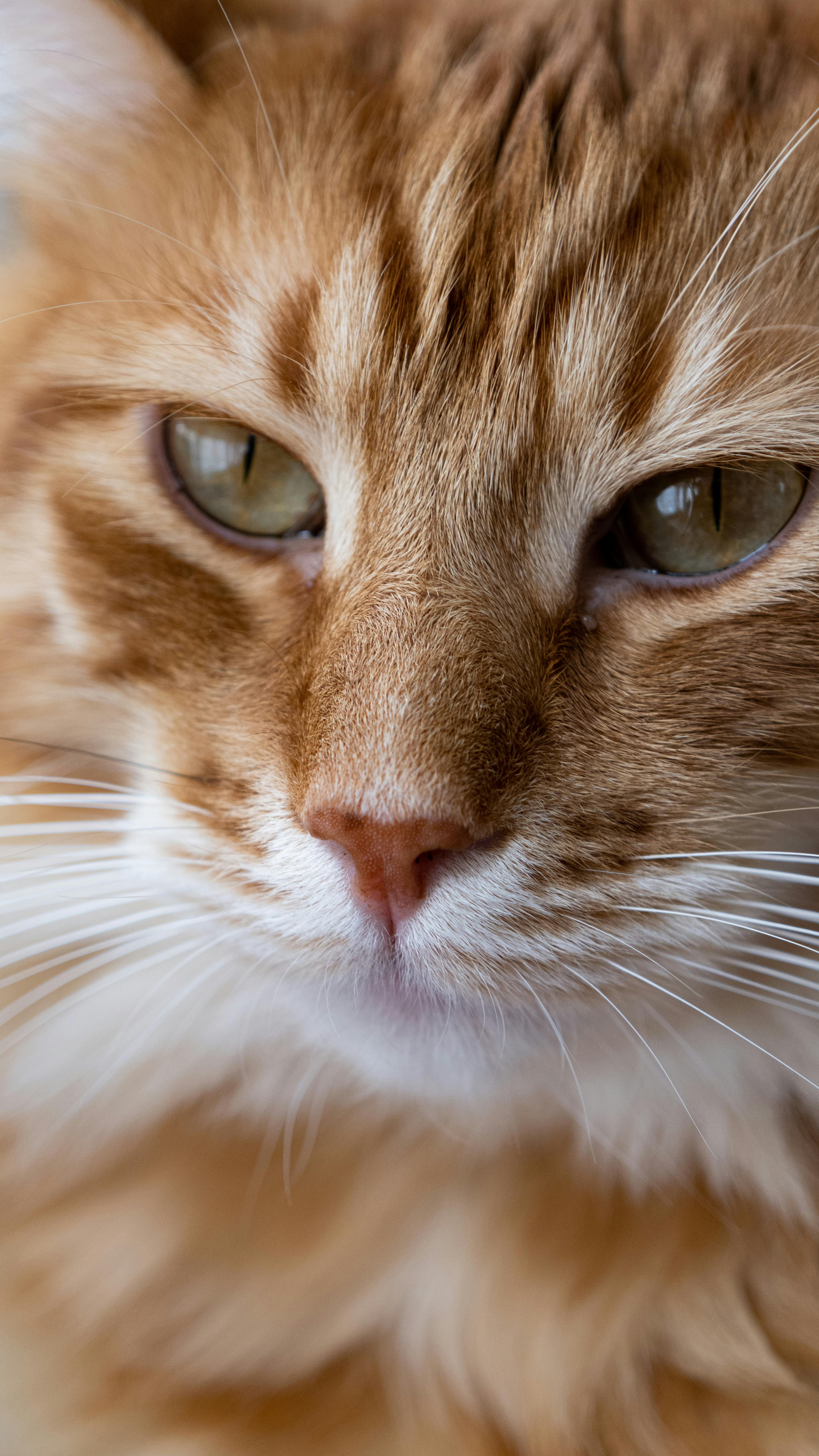 Close up of Cat Head · Free Stock Photo