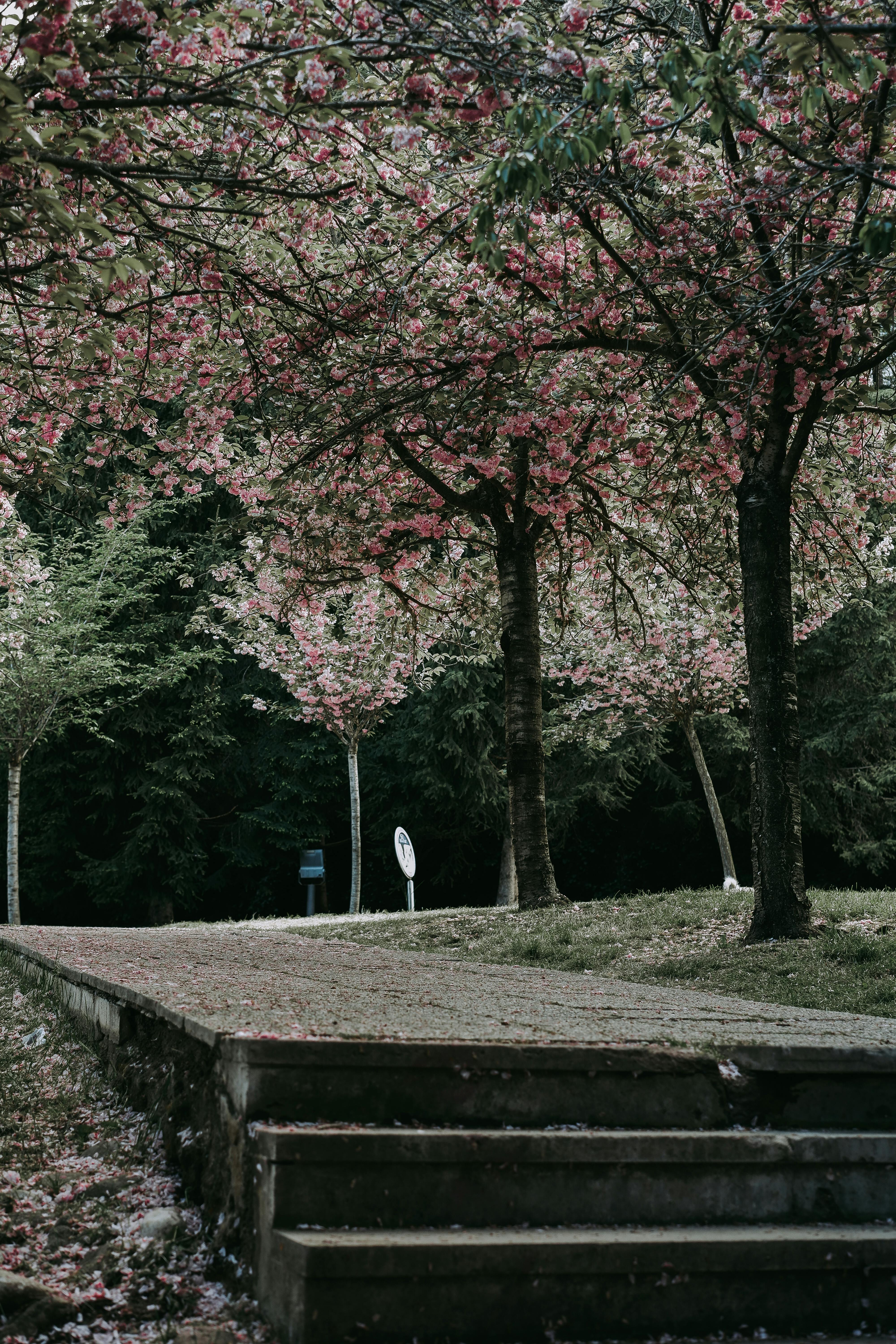 Spring Trees in Park · Free Stock Photo