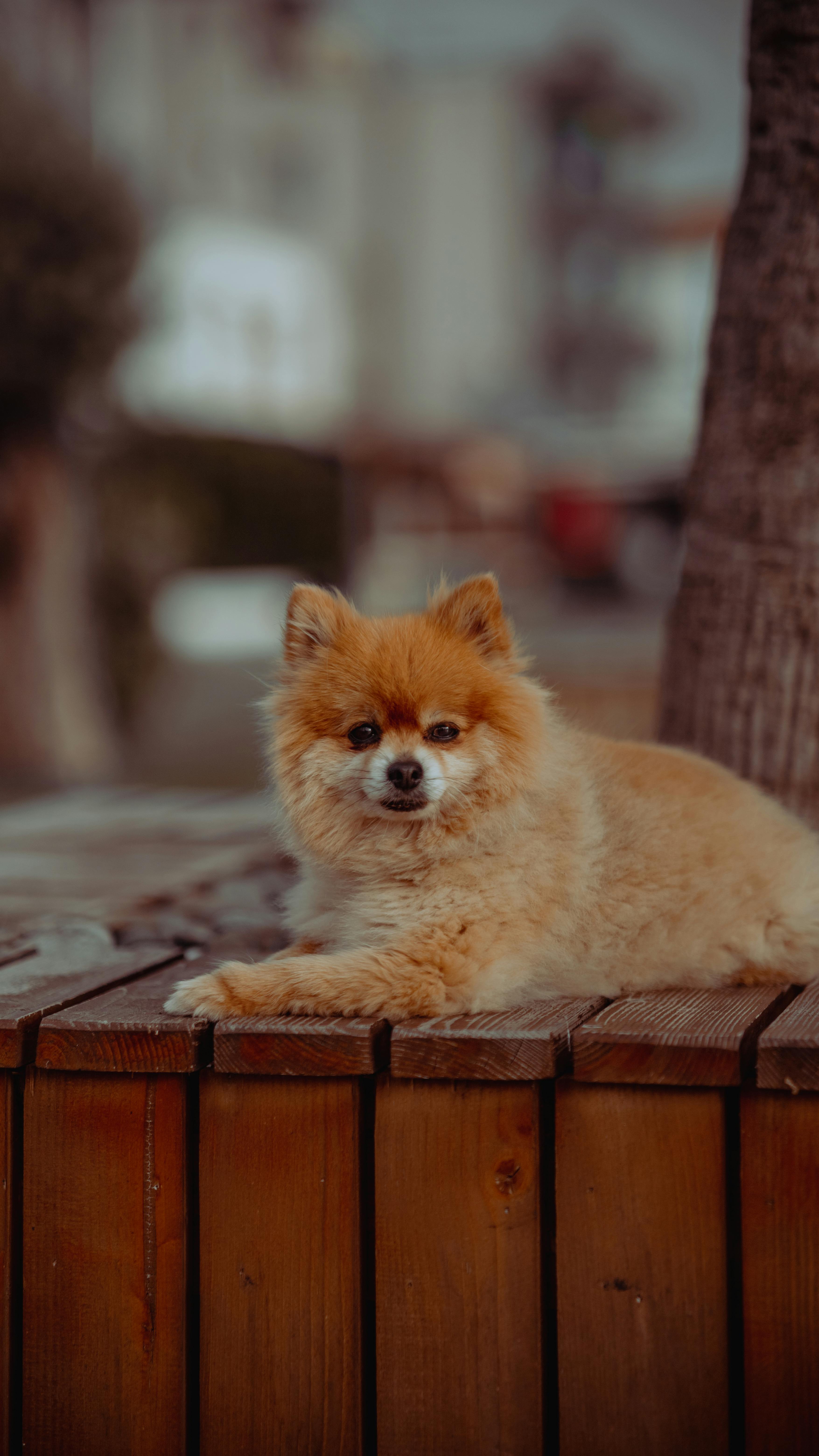 Puppy Friend Photos, Download The BEST Free Puppy Friend Stock Photos ...