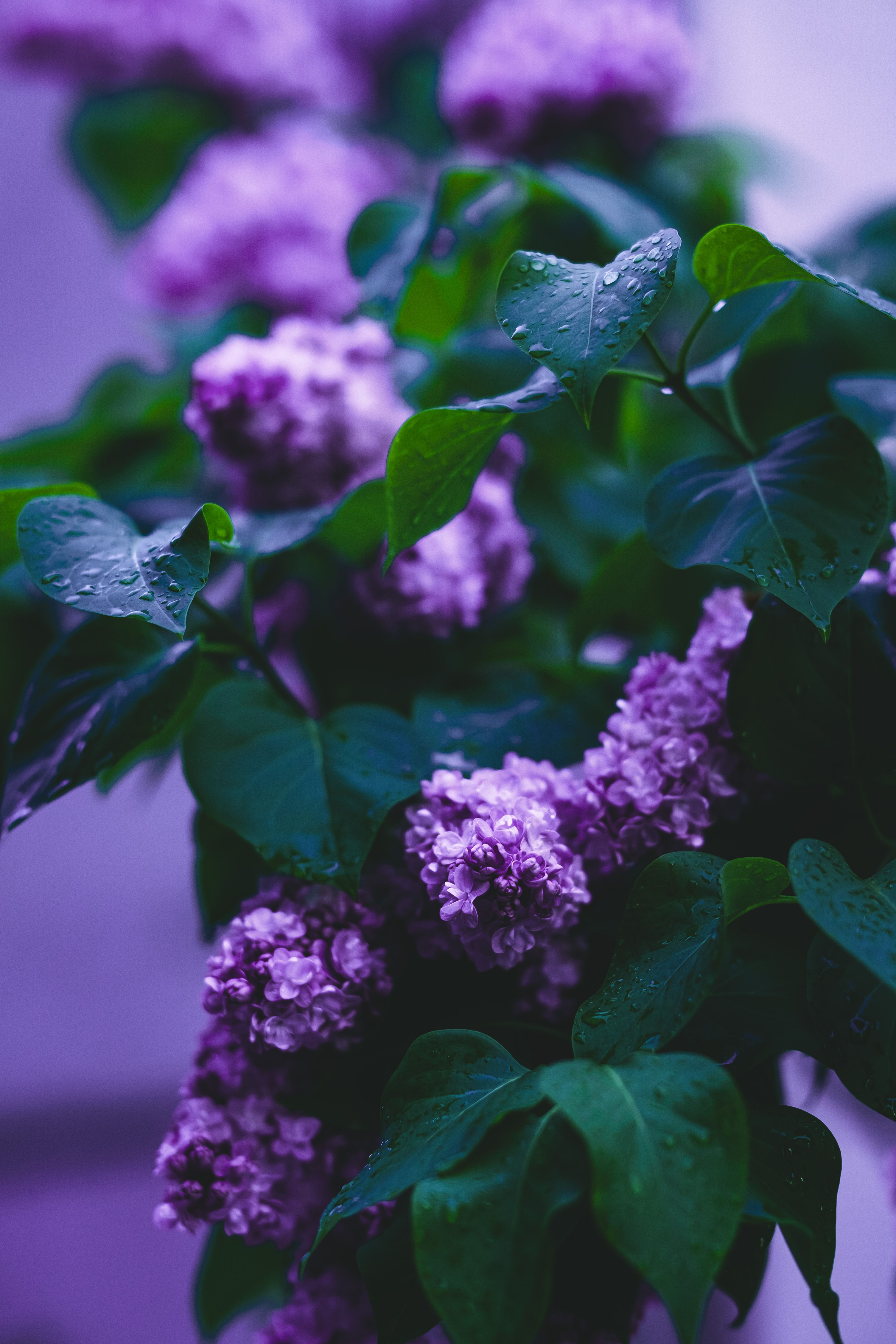 Nature Purples Photos, Download The BEST Free Nature Purples Stock ...