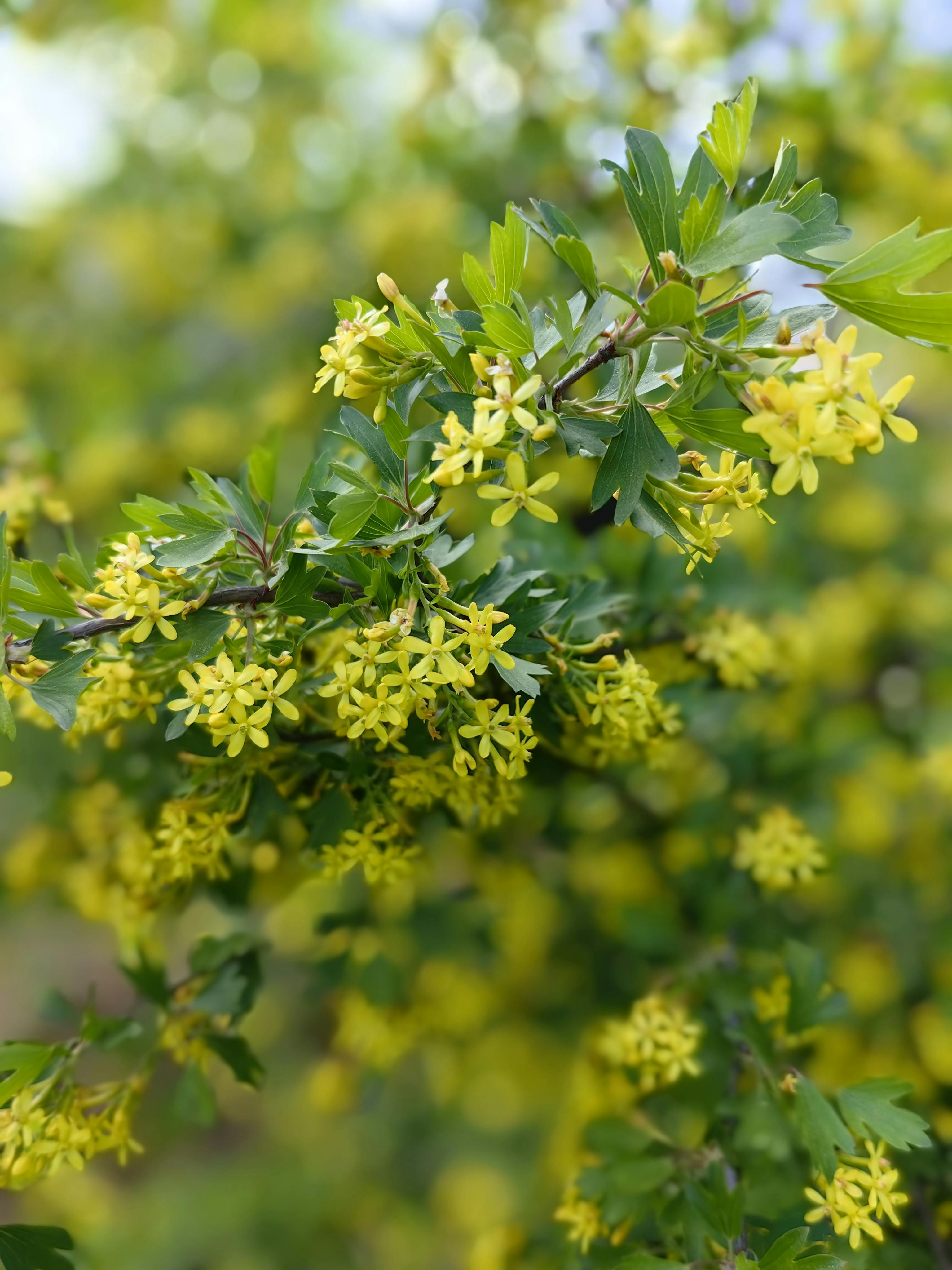 Lacquer Tree Photos, Download The BEST Free Lacquer Tree Stock Photos ...