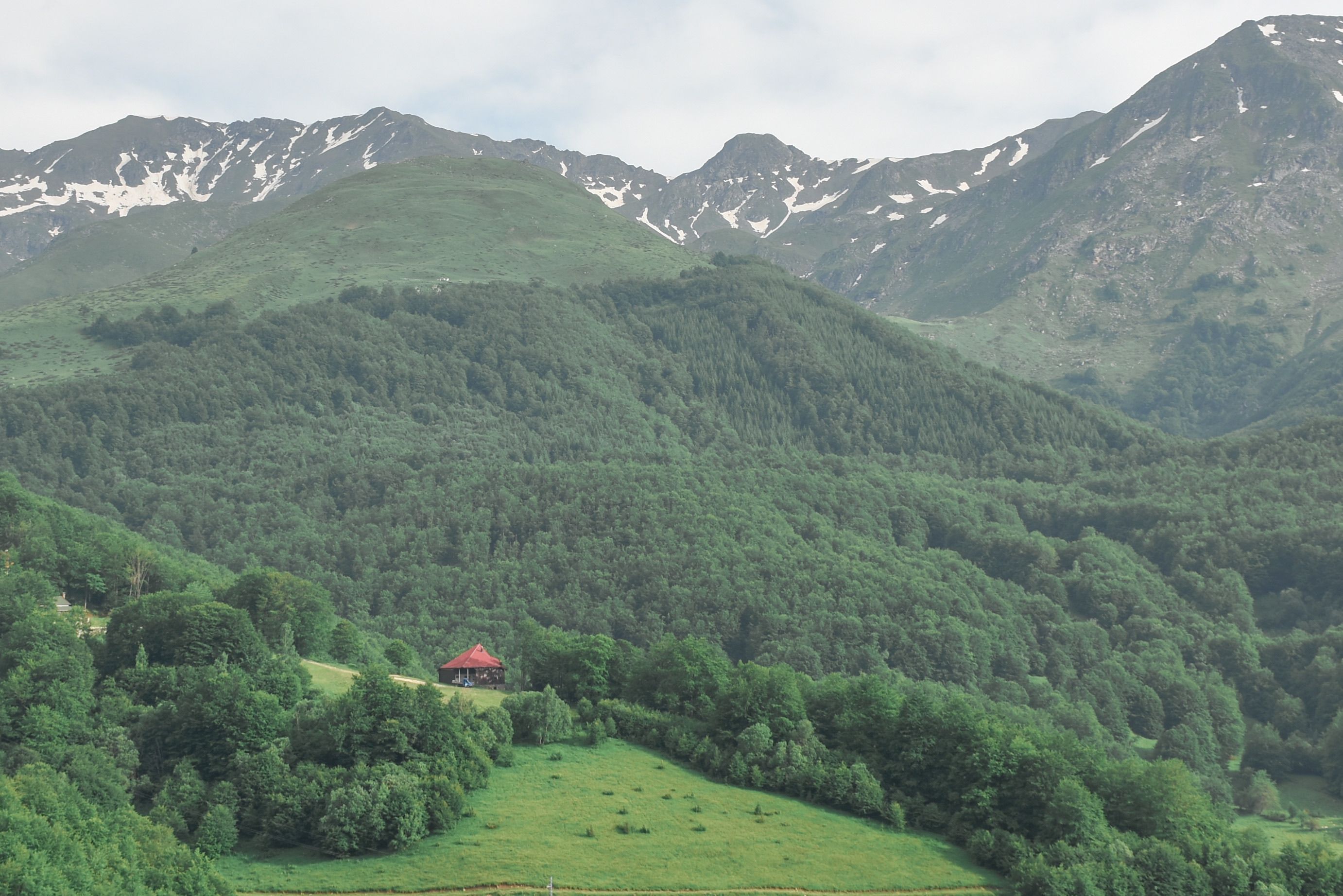 Forest in Valley in Mountains · Free Stock Photo