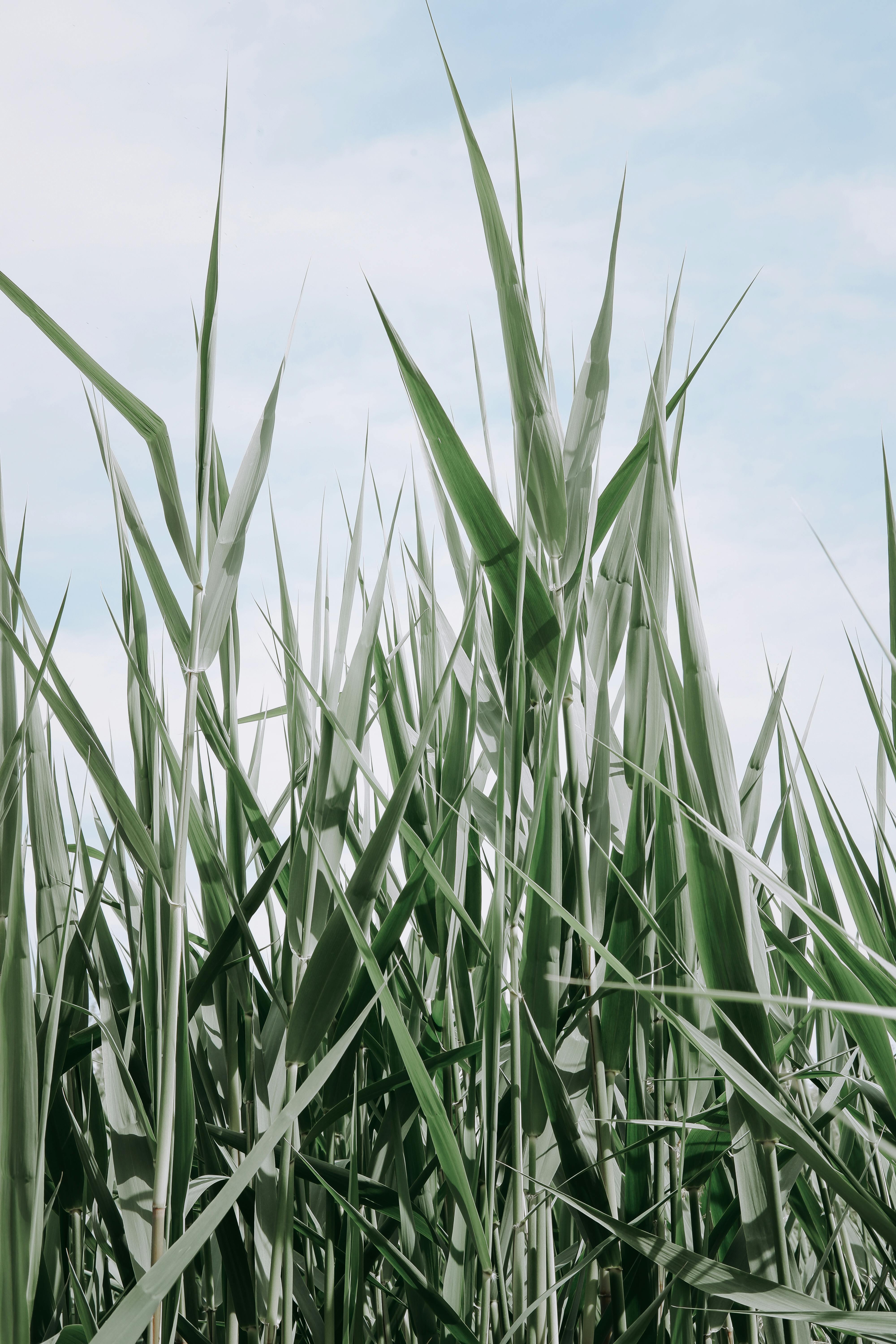 Close-Up of Dried Reeds · Free Stock Photo