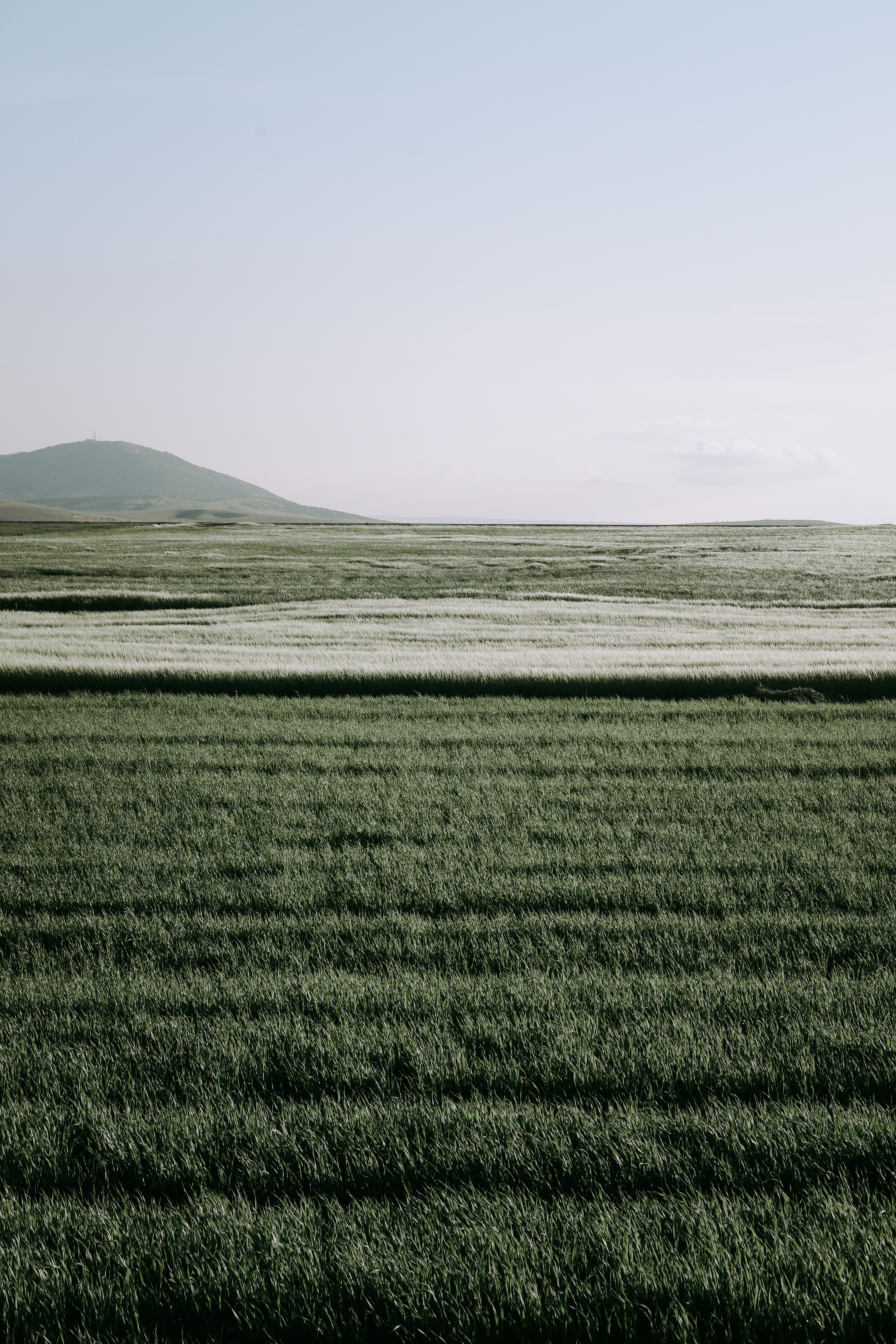Landscape with a Green Grass Field · Free Stock Photo
