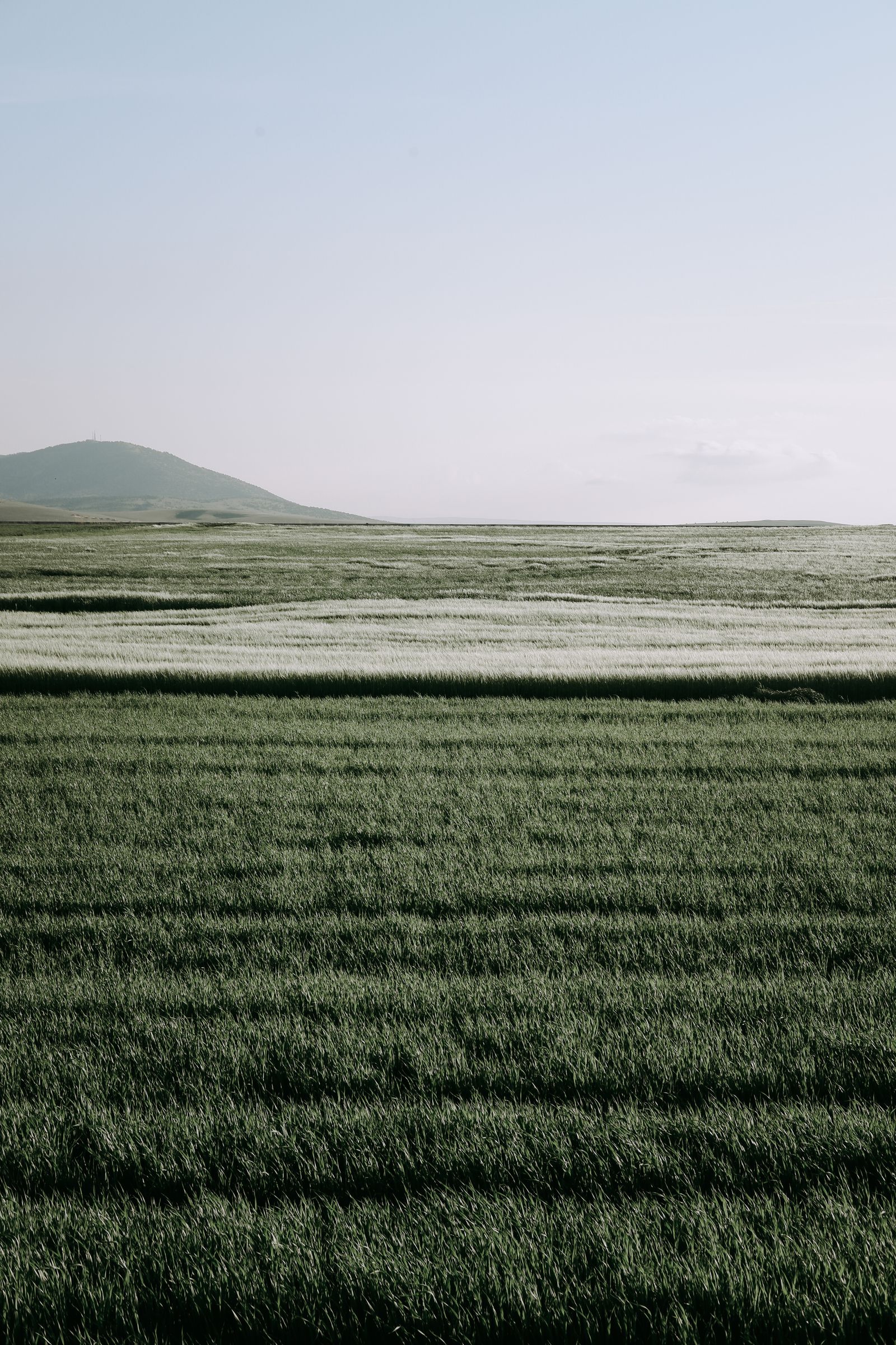 Grass Texture Photos, Download The BEST Free Grass Texture Stock Photos ...