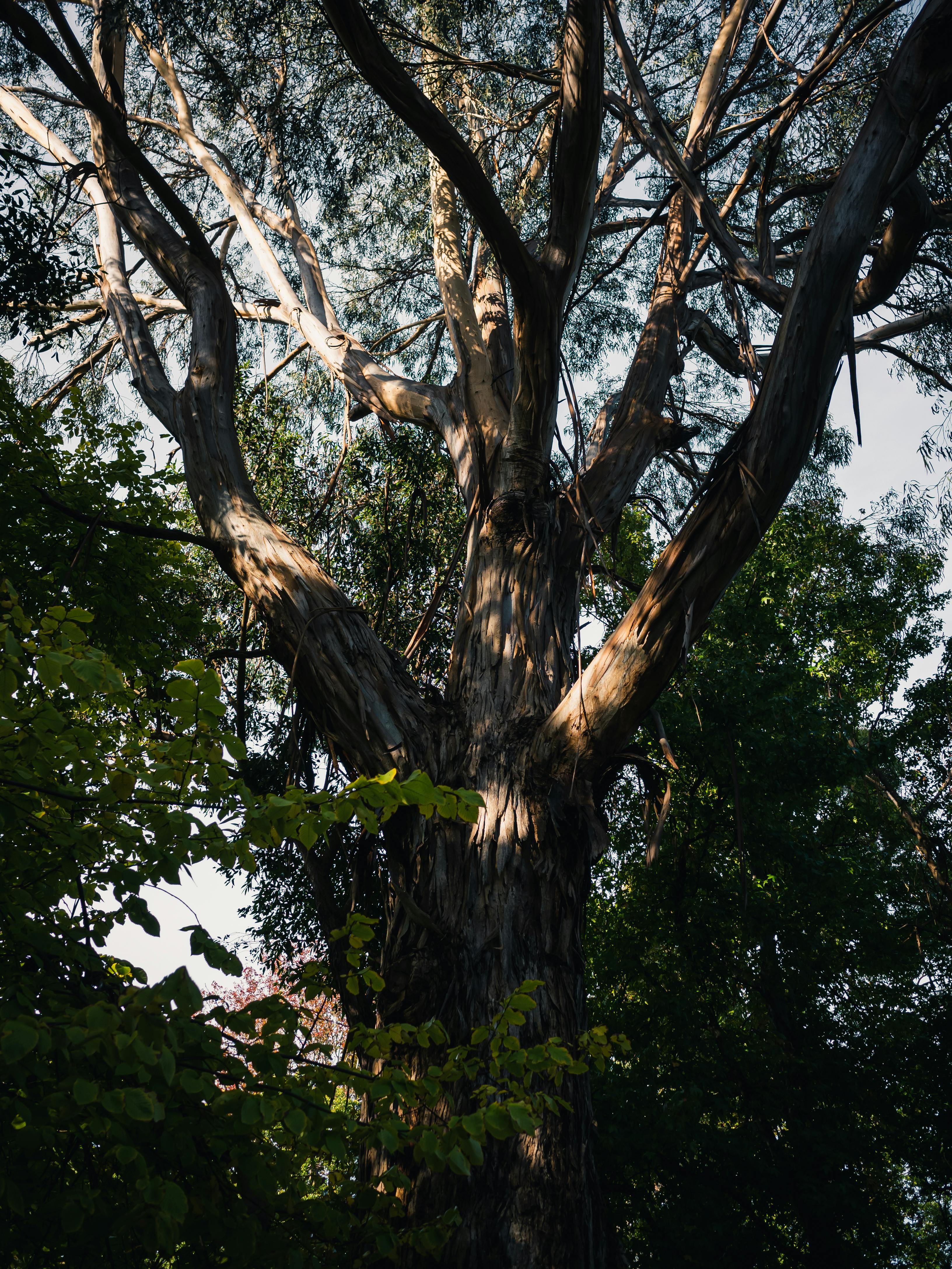 Old Tree Branches Photos, Download The BEST Free Old Tree Branches ...