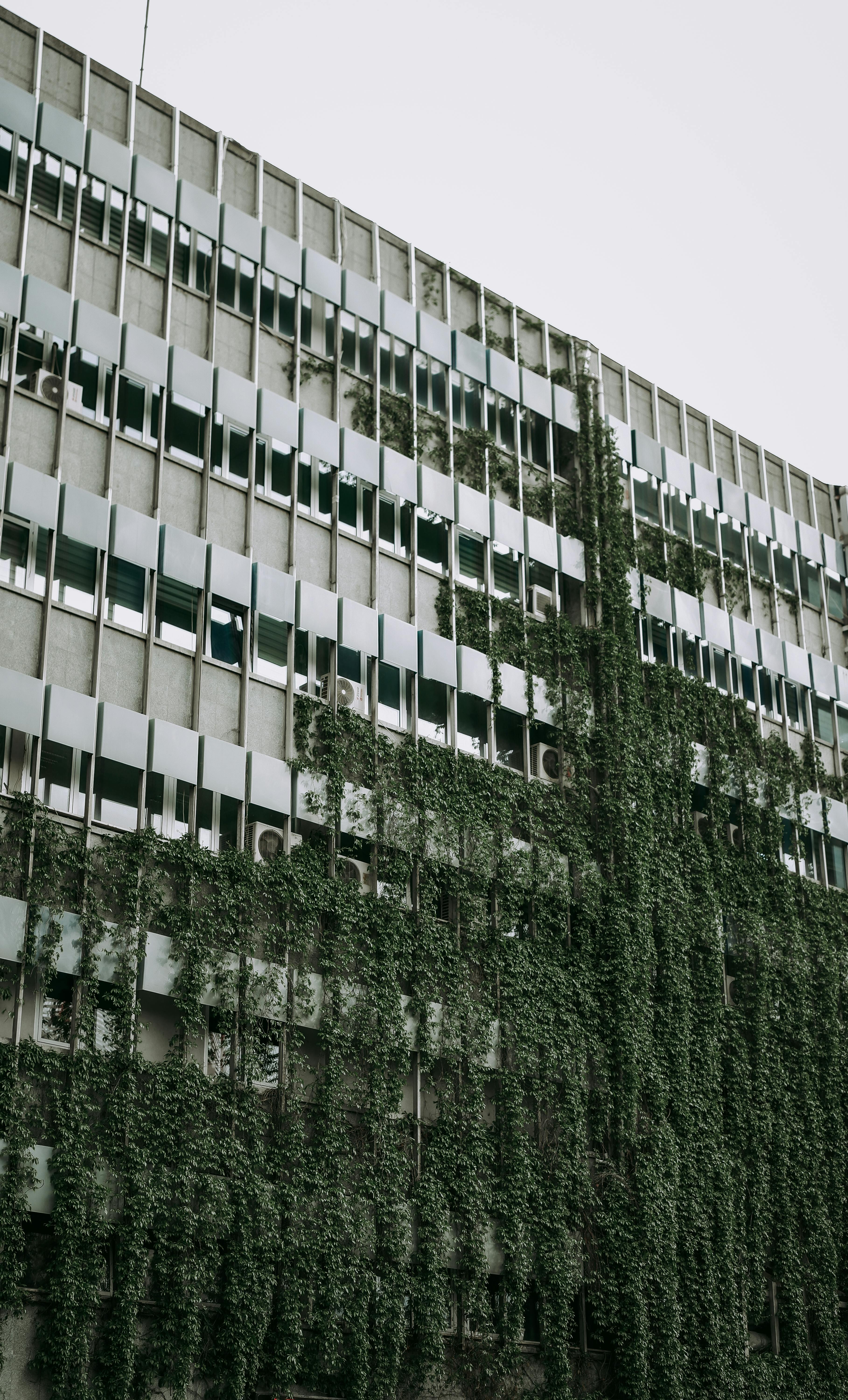 Ivy on Building Wall · Free Stock Photo