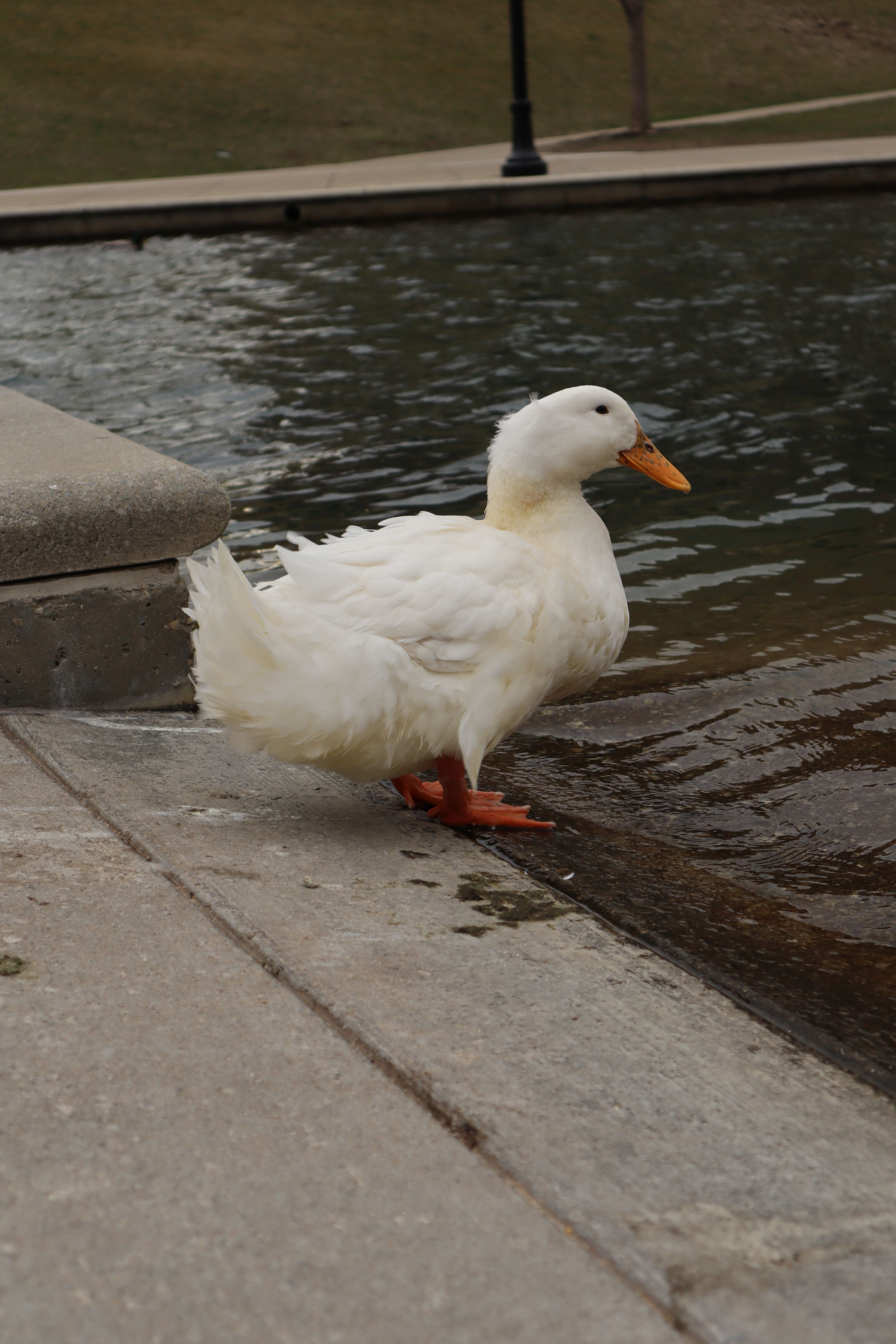 Black Duck Standing on Road · Free Stock Photo