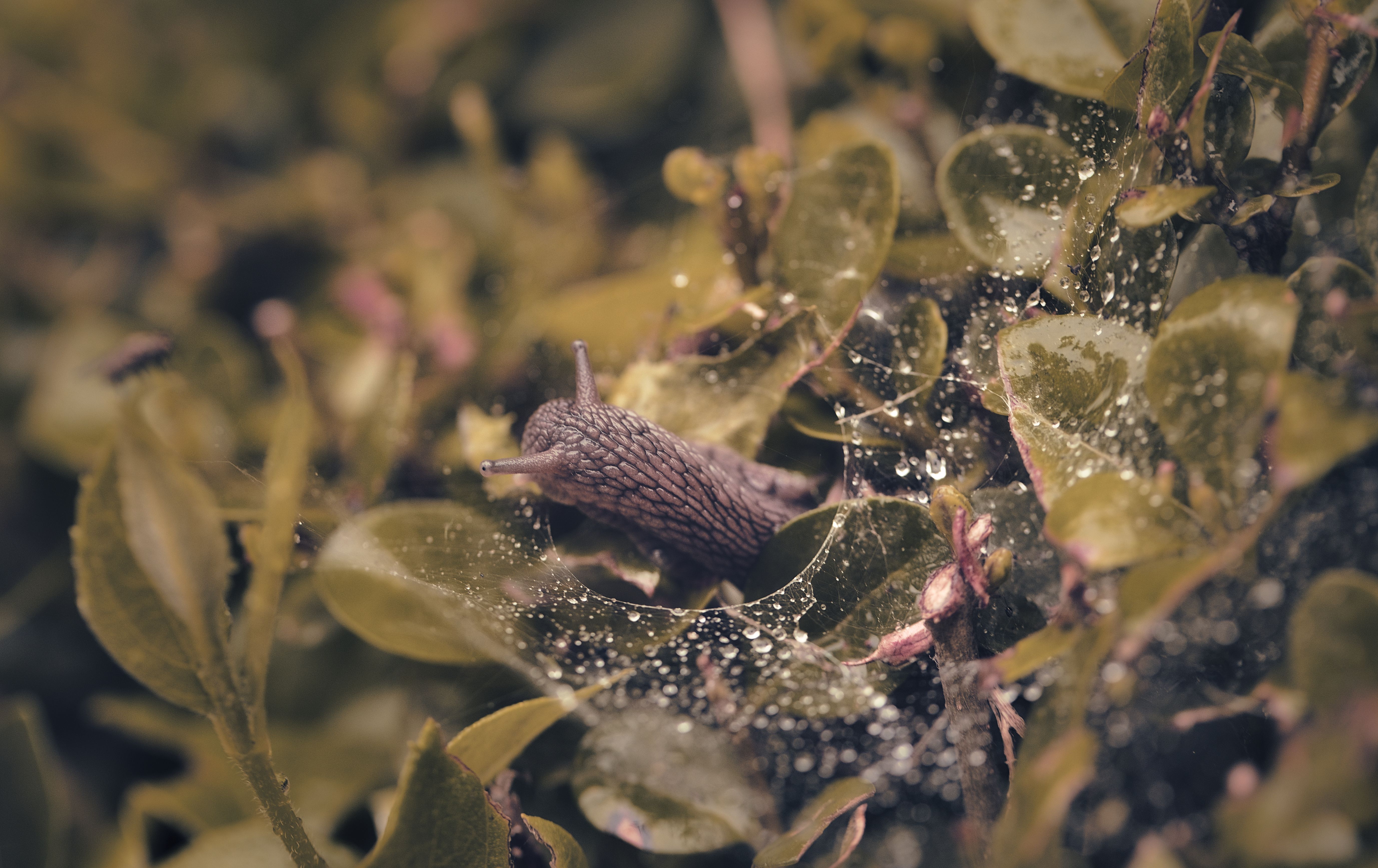 Snail among Leaves · Free Stock Photo