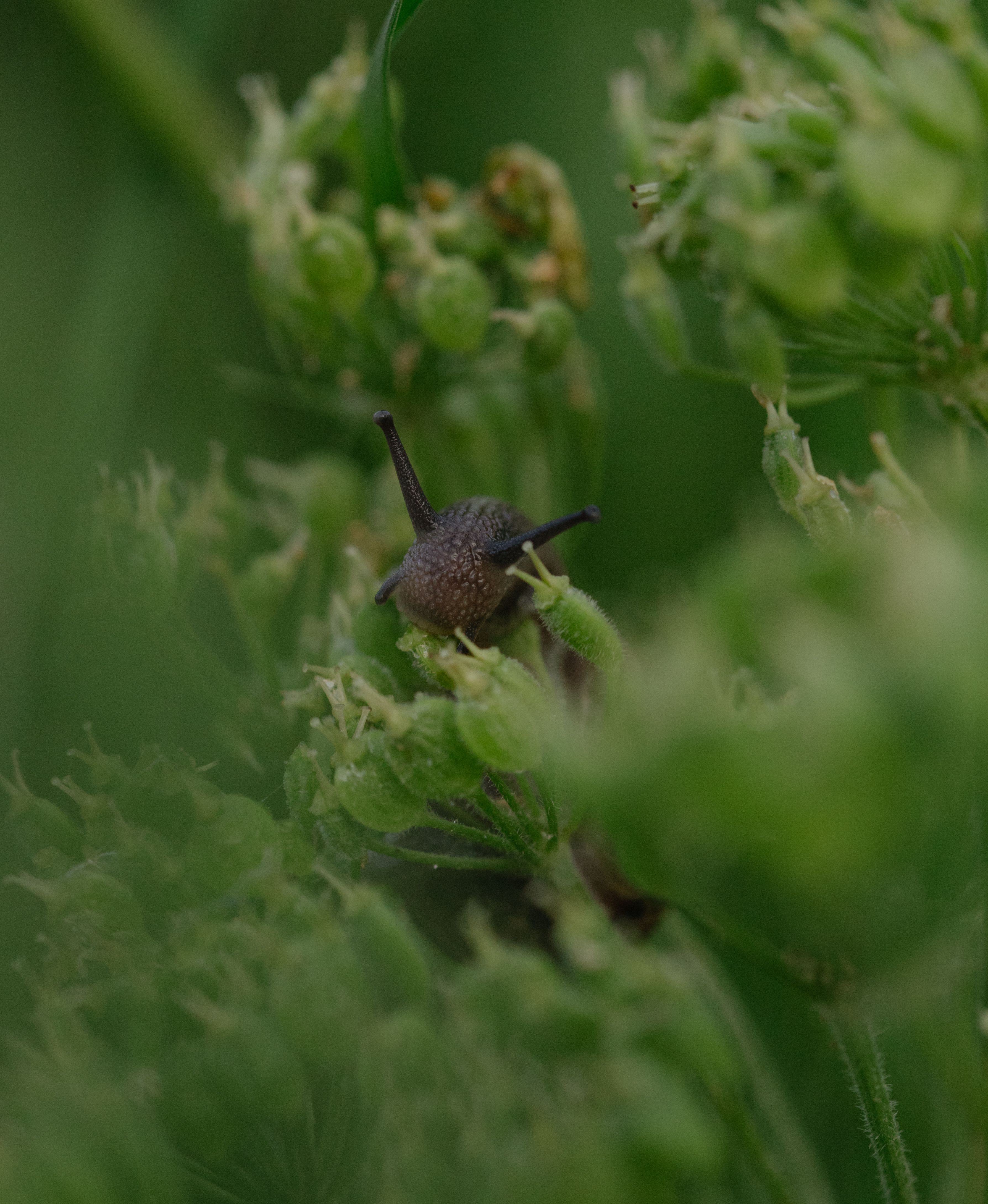Black Slug on Green Moss · Free Stock Photo
