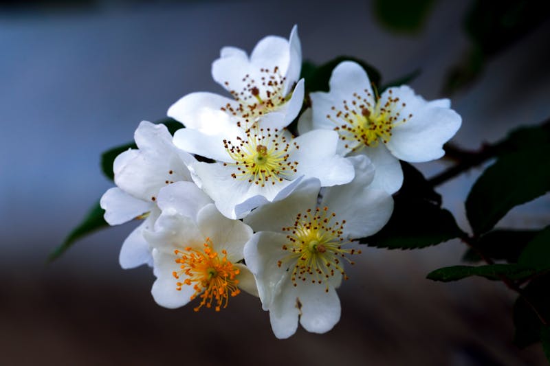 Wild Rose Photos, Download The BEST Free Wild Rose Stock Photos & HD Images