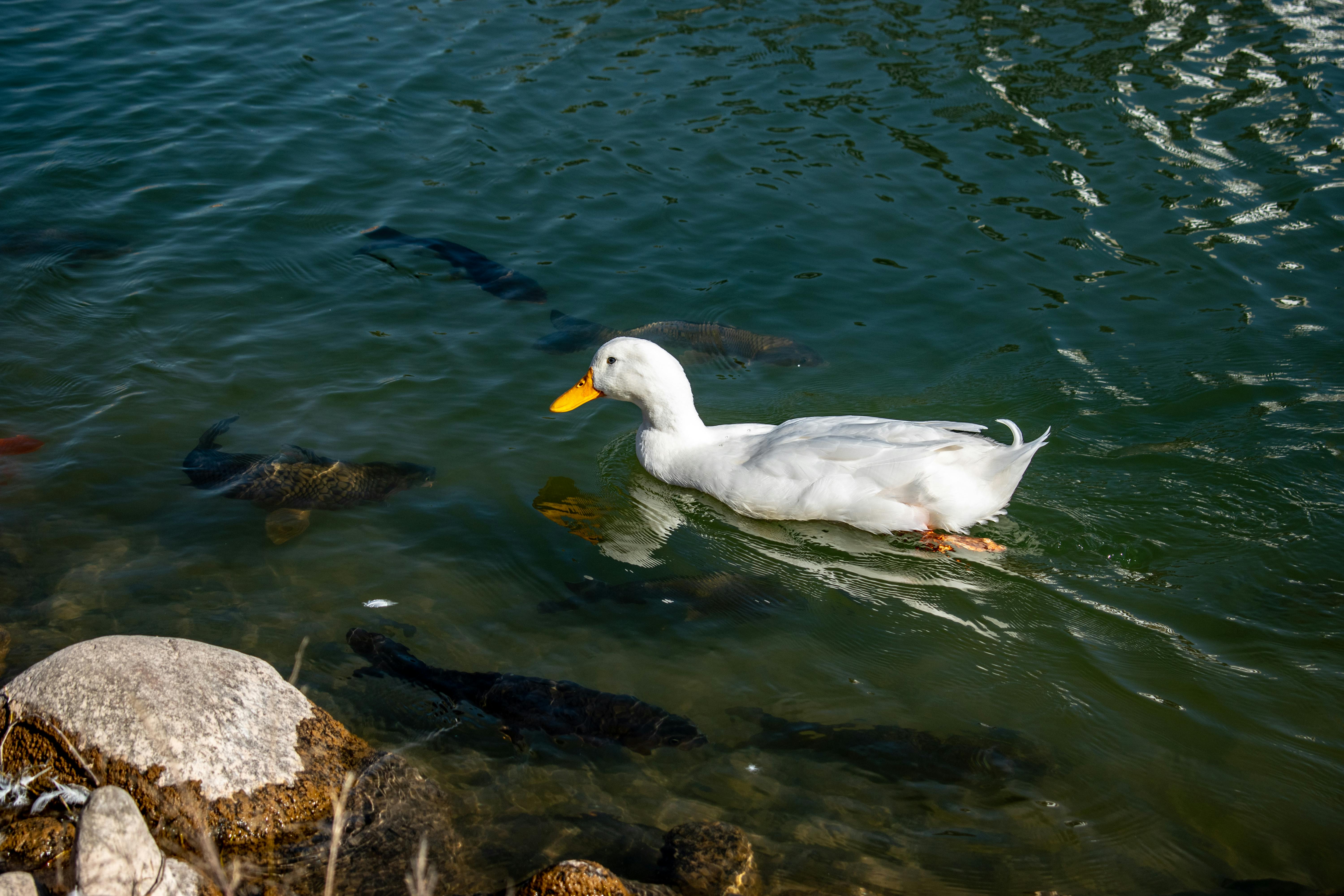 Duck and Fish in Water · Free Stock Photo