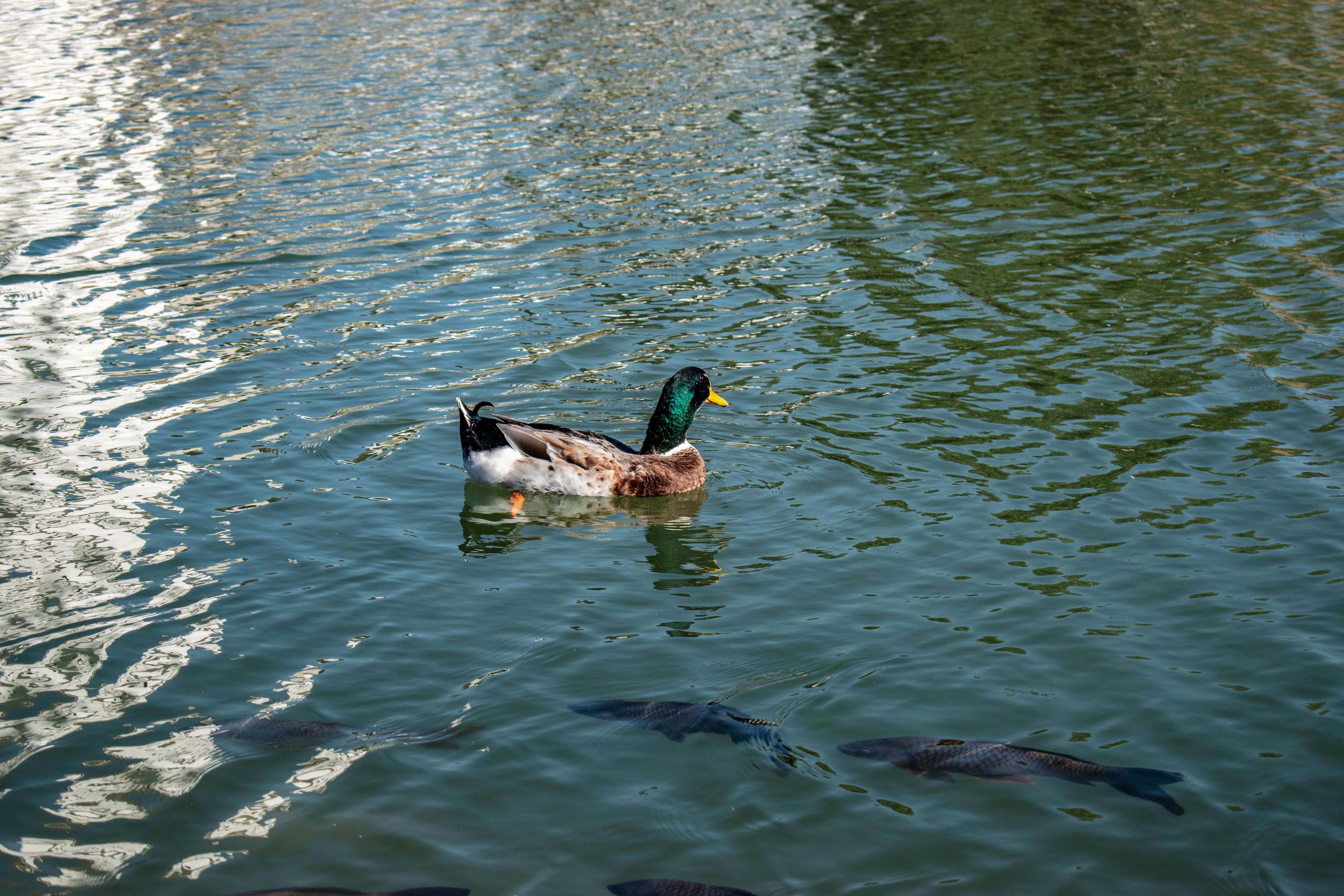 Wild Duck on Lake · Free Stock Photo