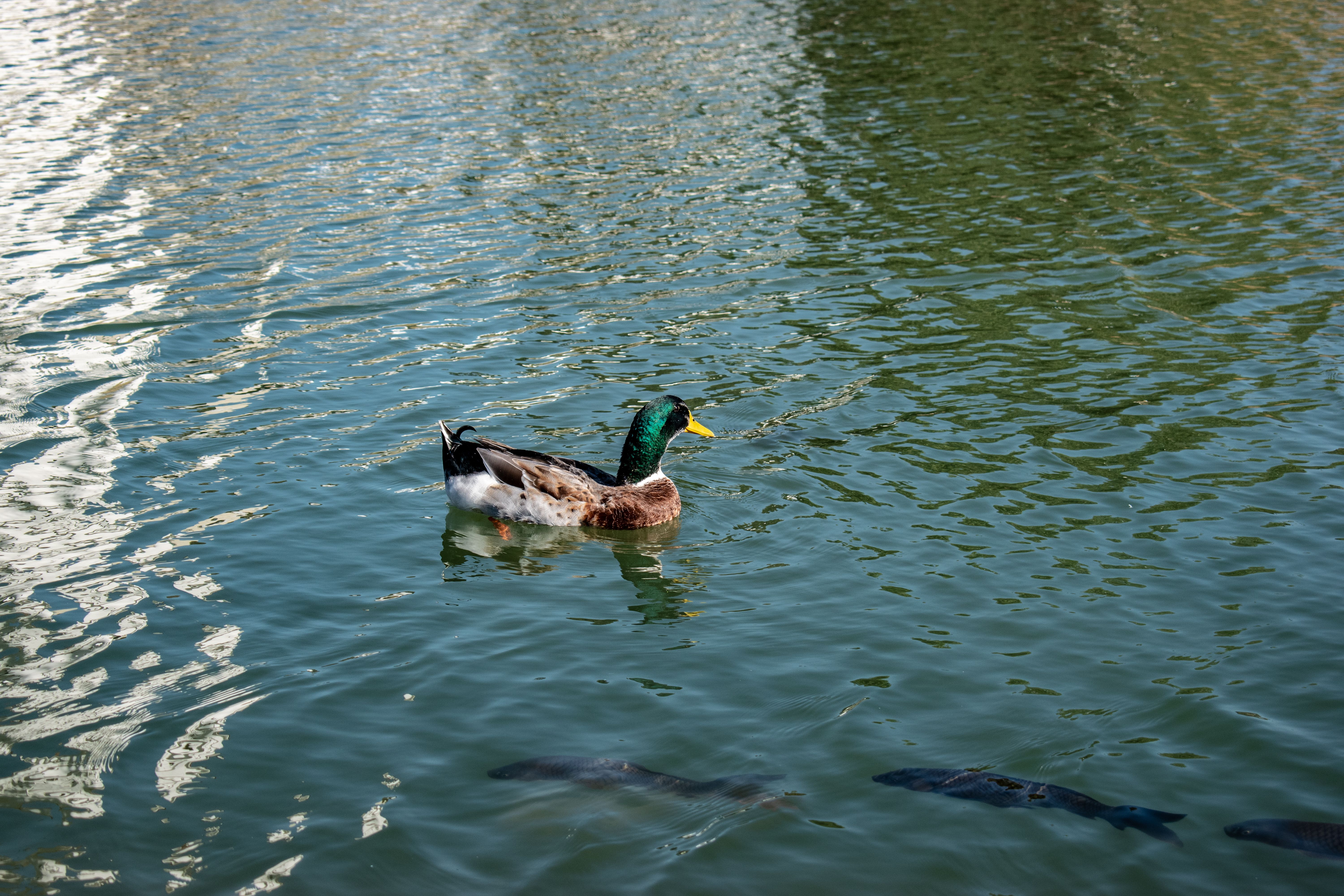 A duck swimming in the water with fish · Free Stock Photo