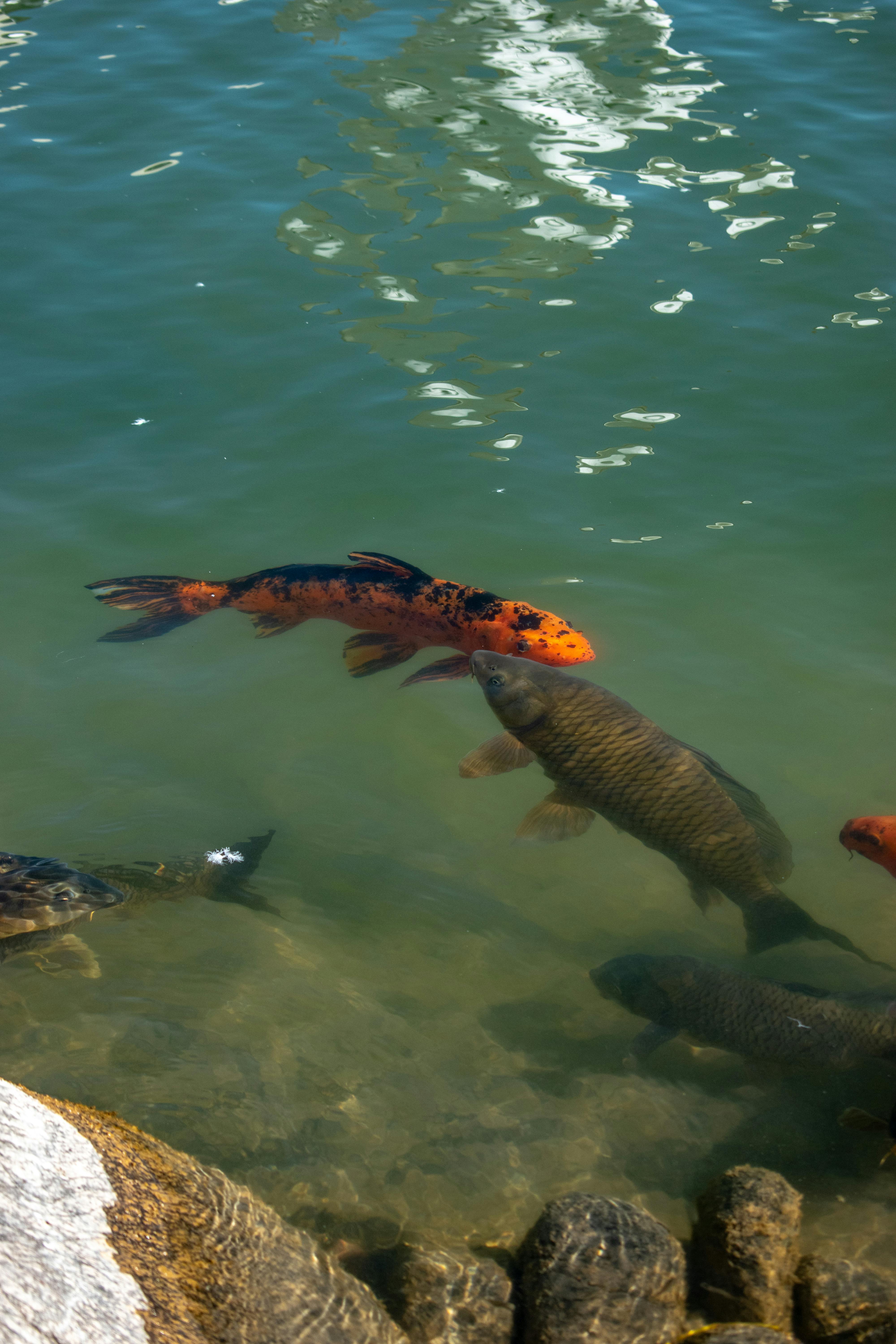 Fish in Nature · Free Stock Photo