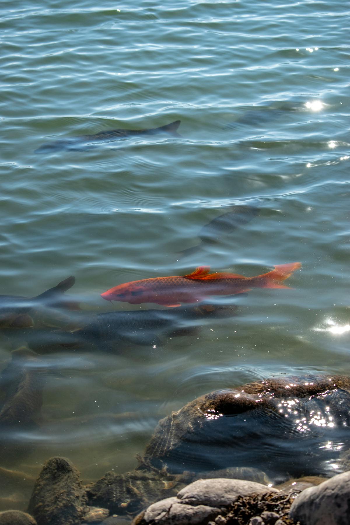 Toothpick Fish Photos, Download The BEST Free Toothpick Fish Stock ...