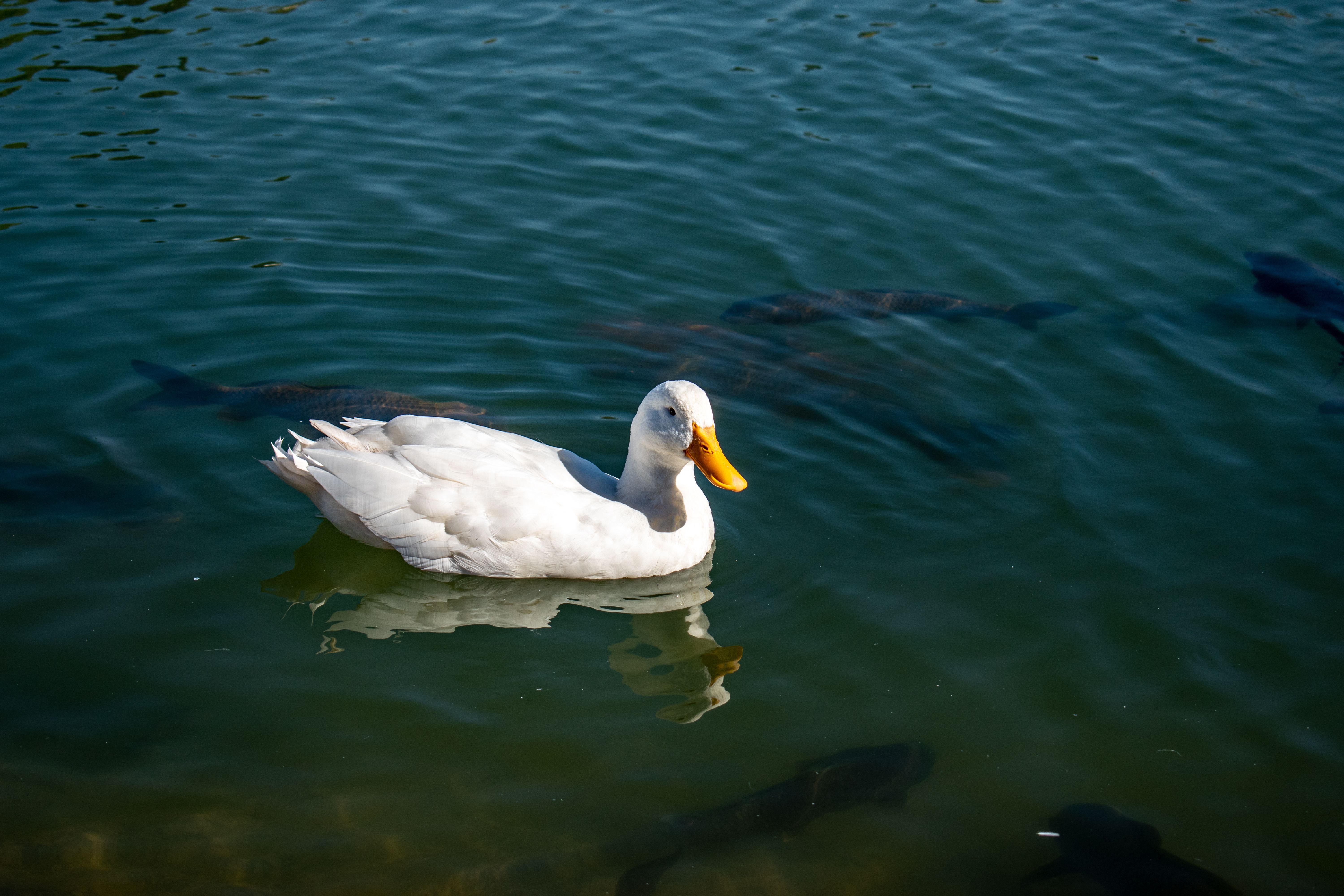 White Duck on Lake · Free Stock Photo