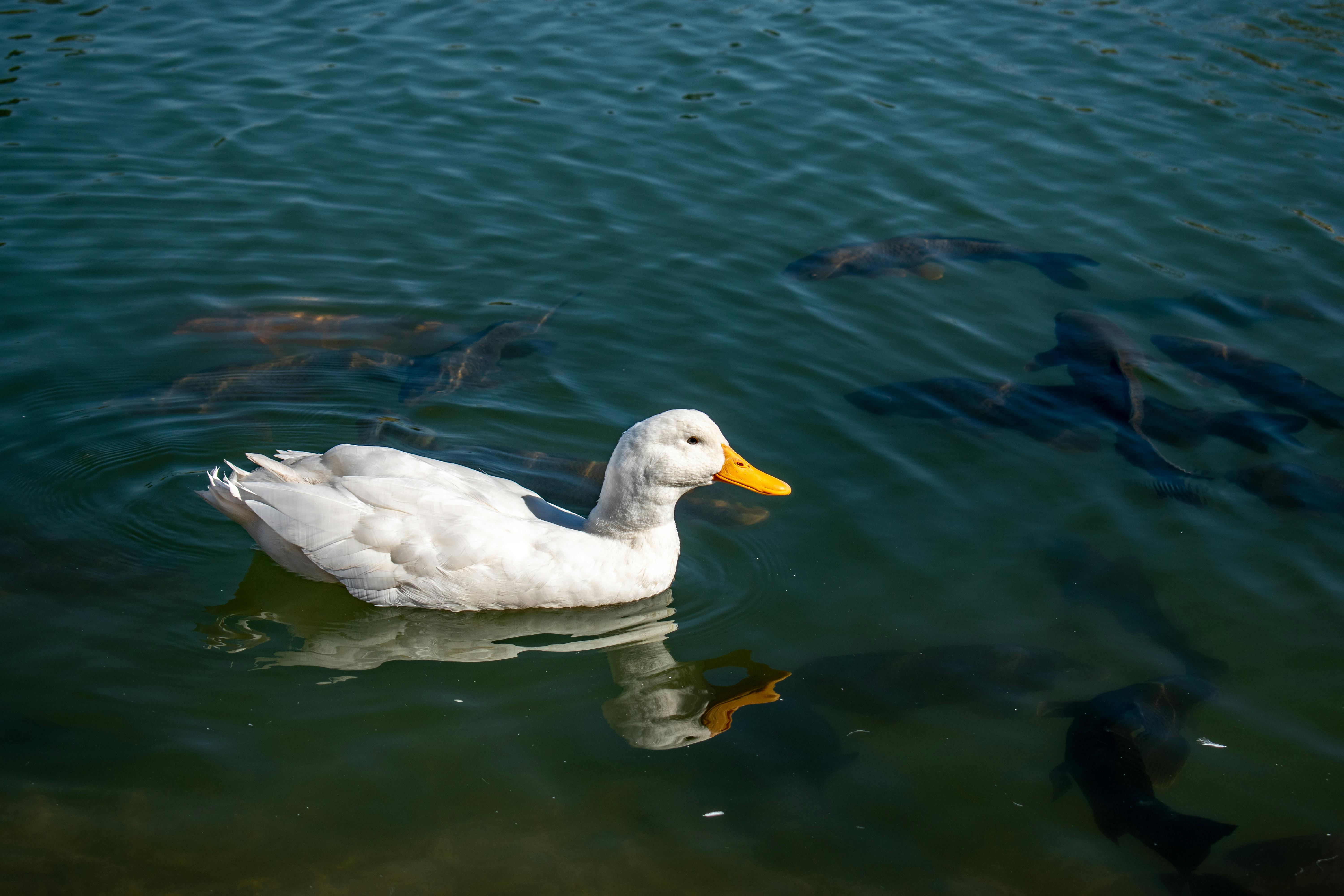 Duck and Fish in Water · Free Stock Photo