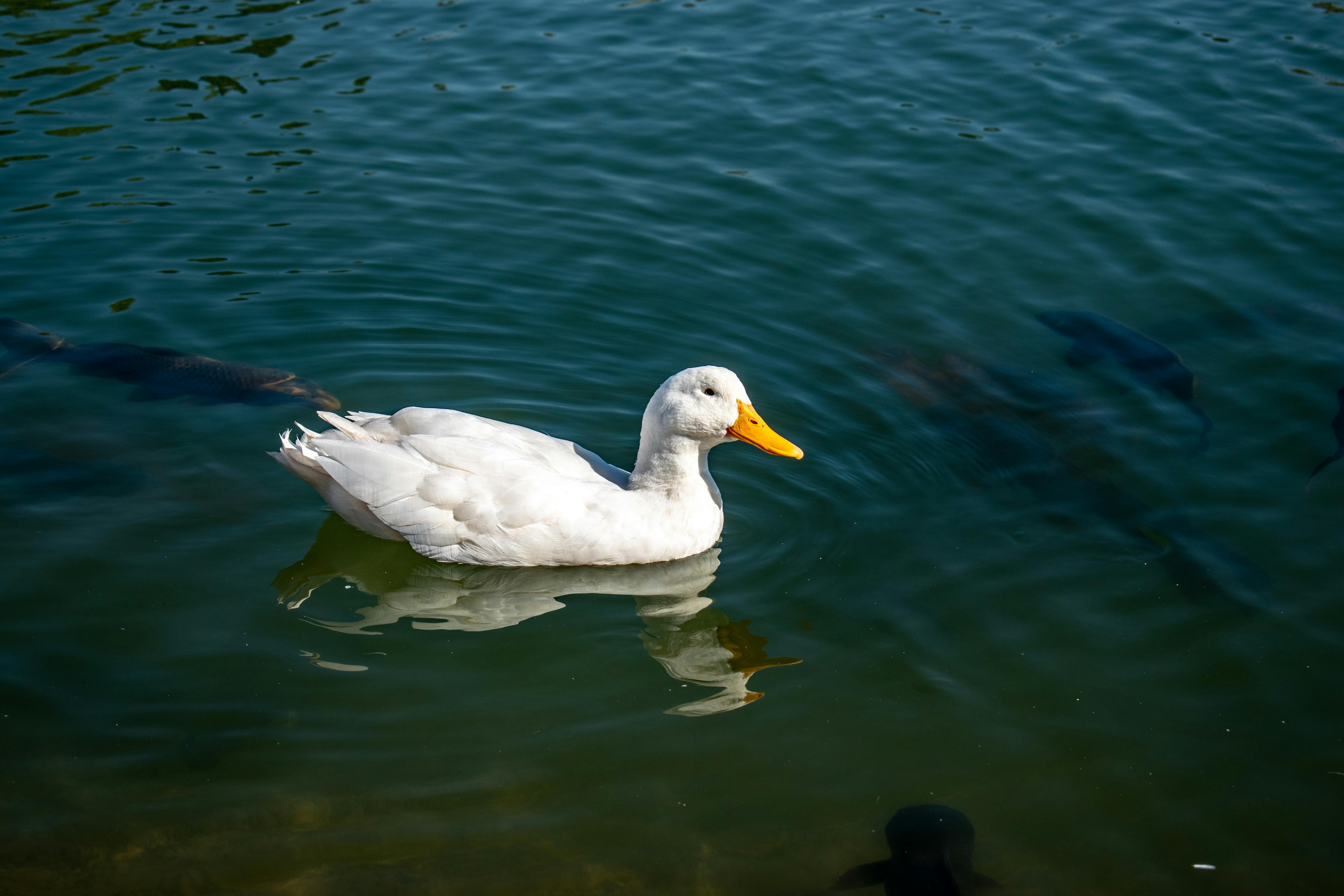 Duck and Fish in Nature · Free Stock Photo