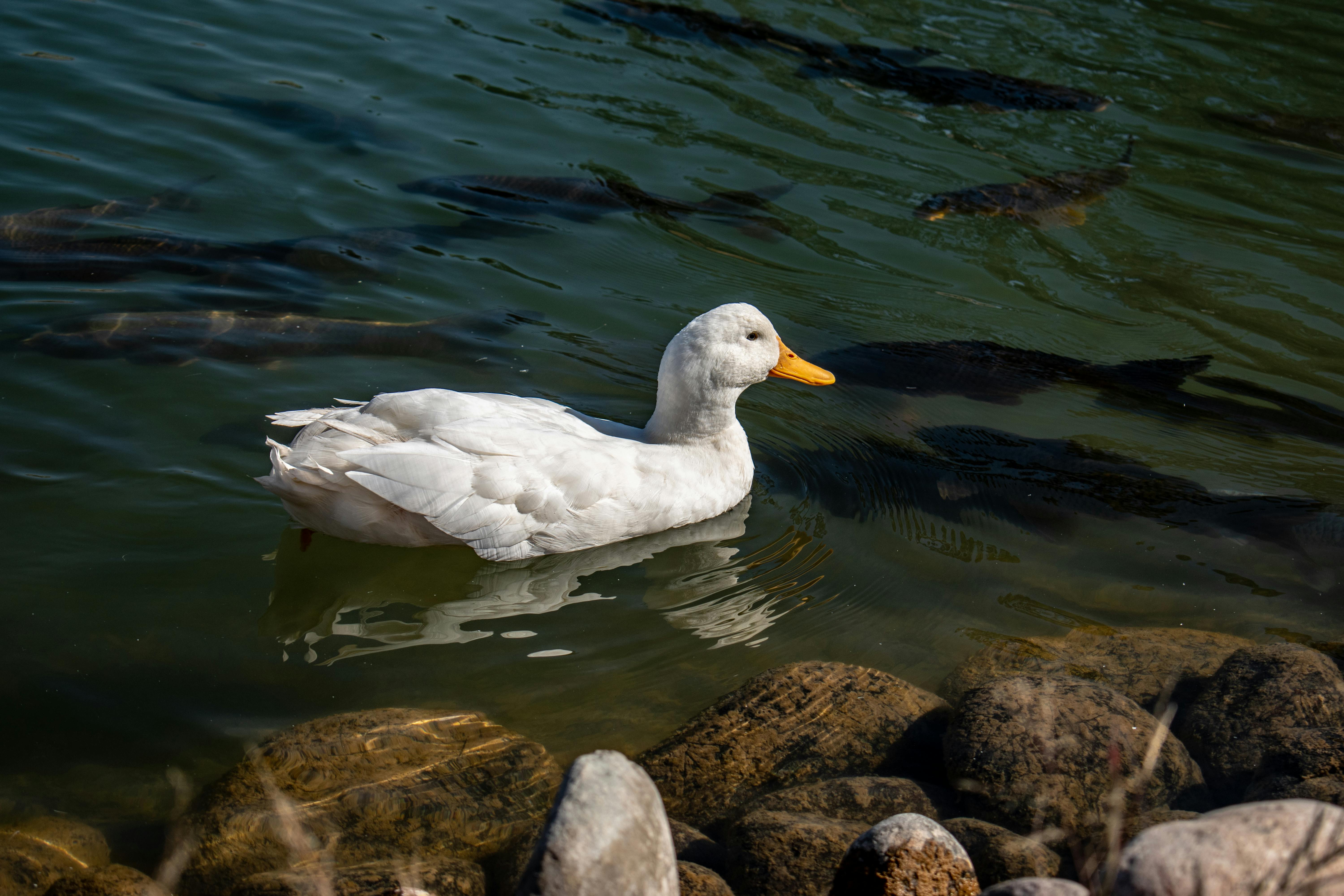 White Duck and Fish in Water · Free Stock Photo