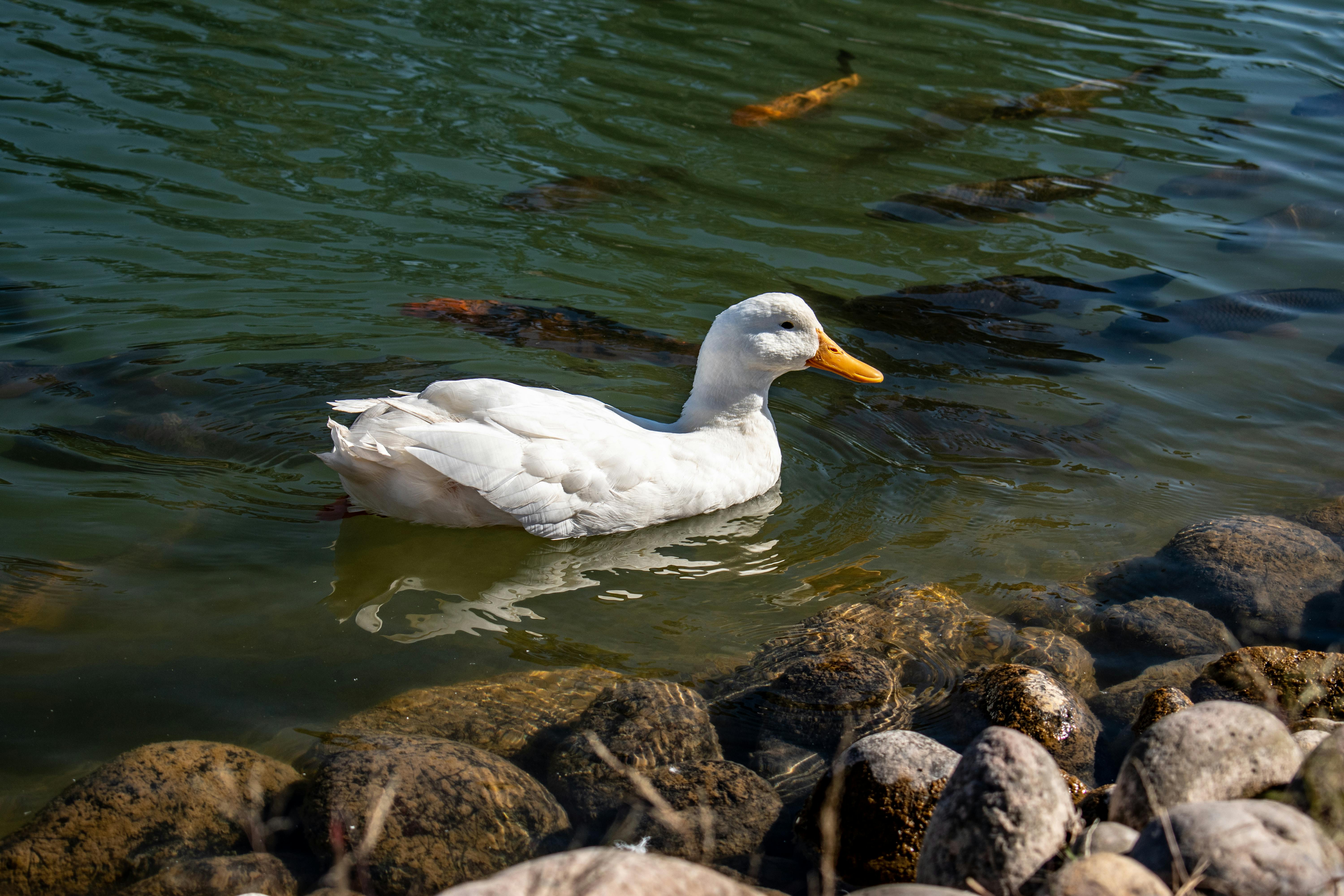 Duck and Fish in Nature · Free Stock Photo