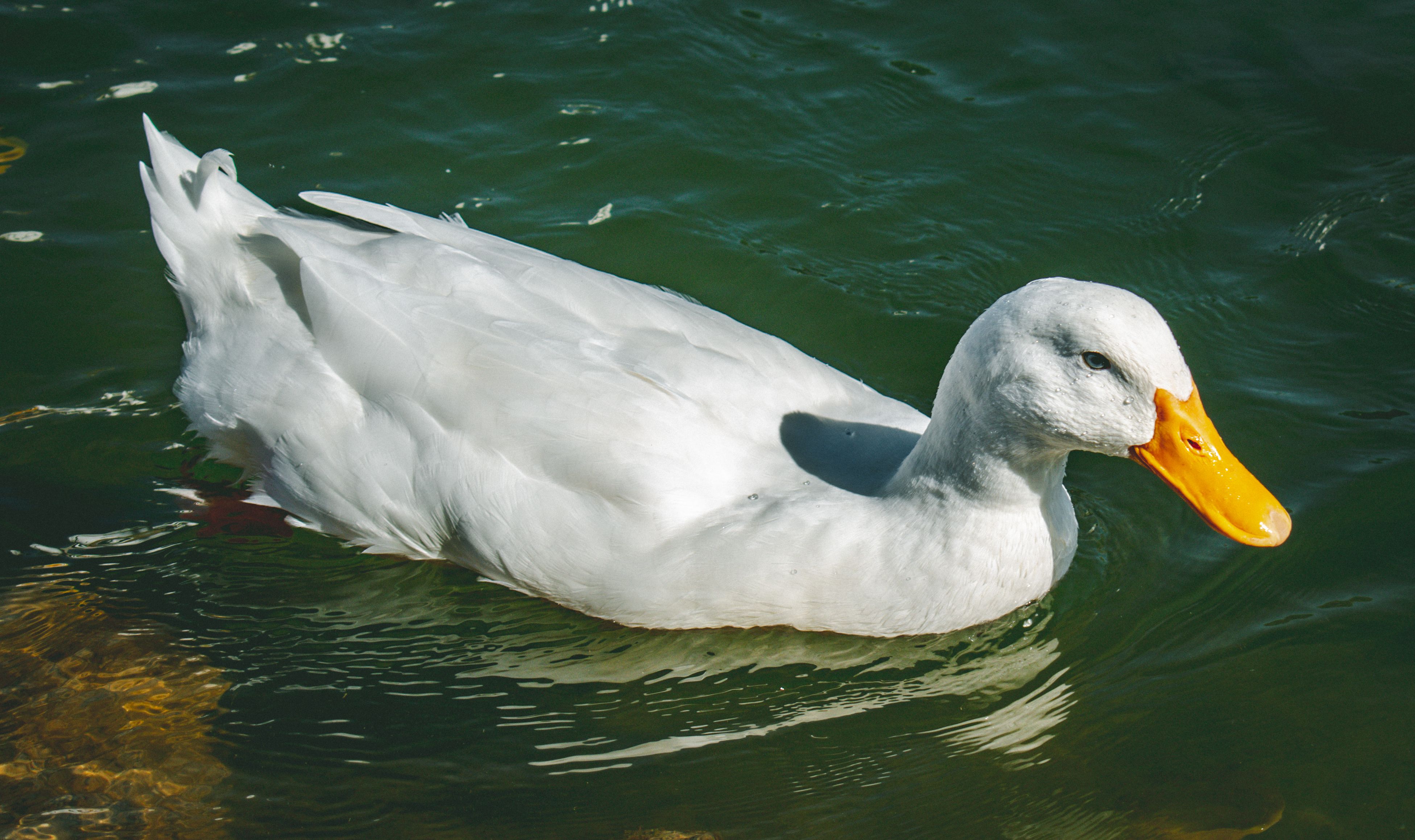 A white duck swimming in the water · Free Stock Photo