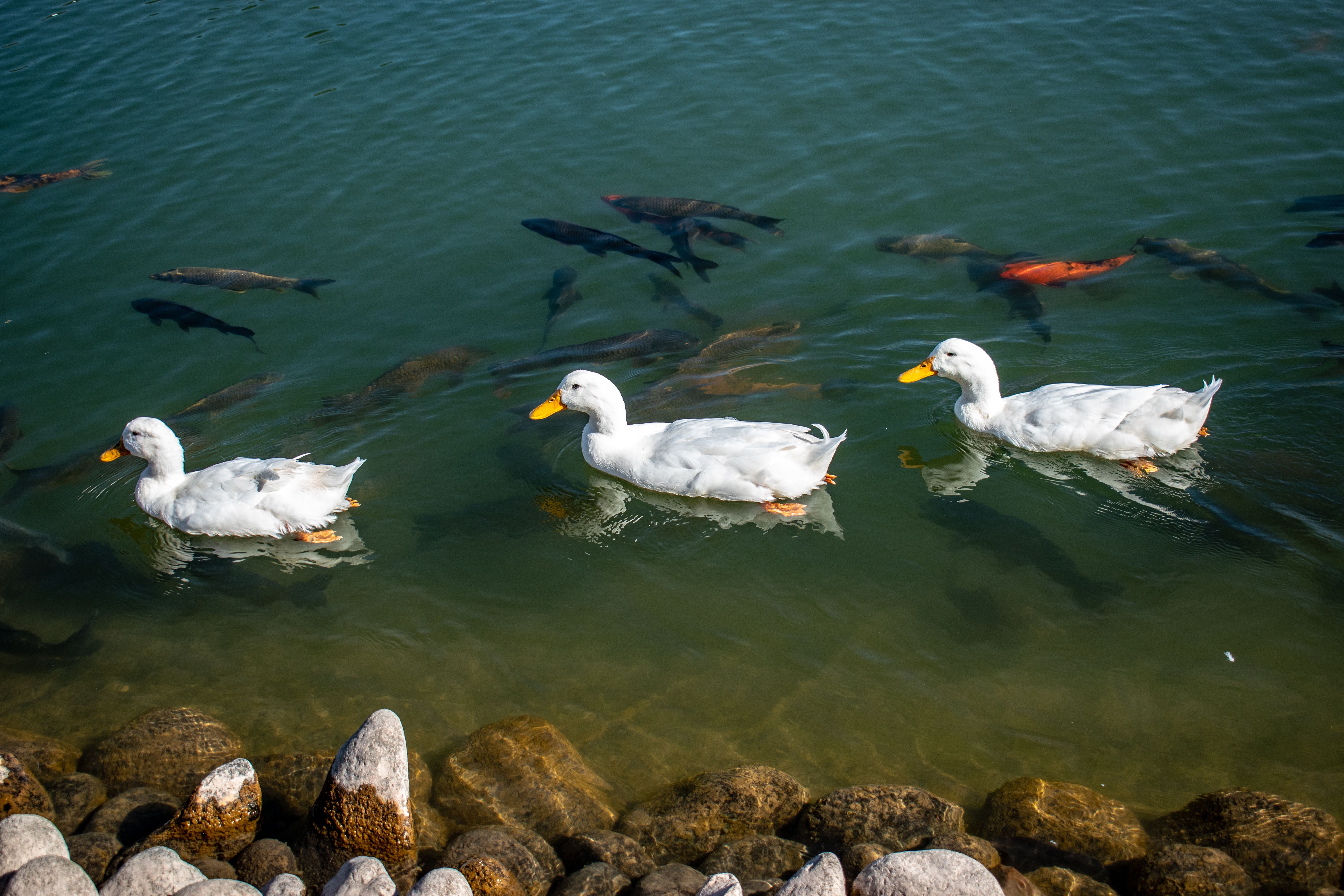 White Ducks and Fish · Free Stock Photo