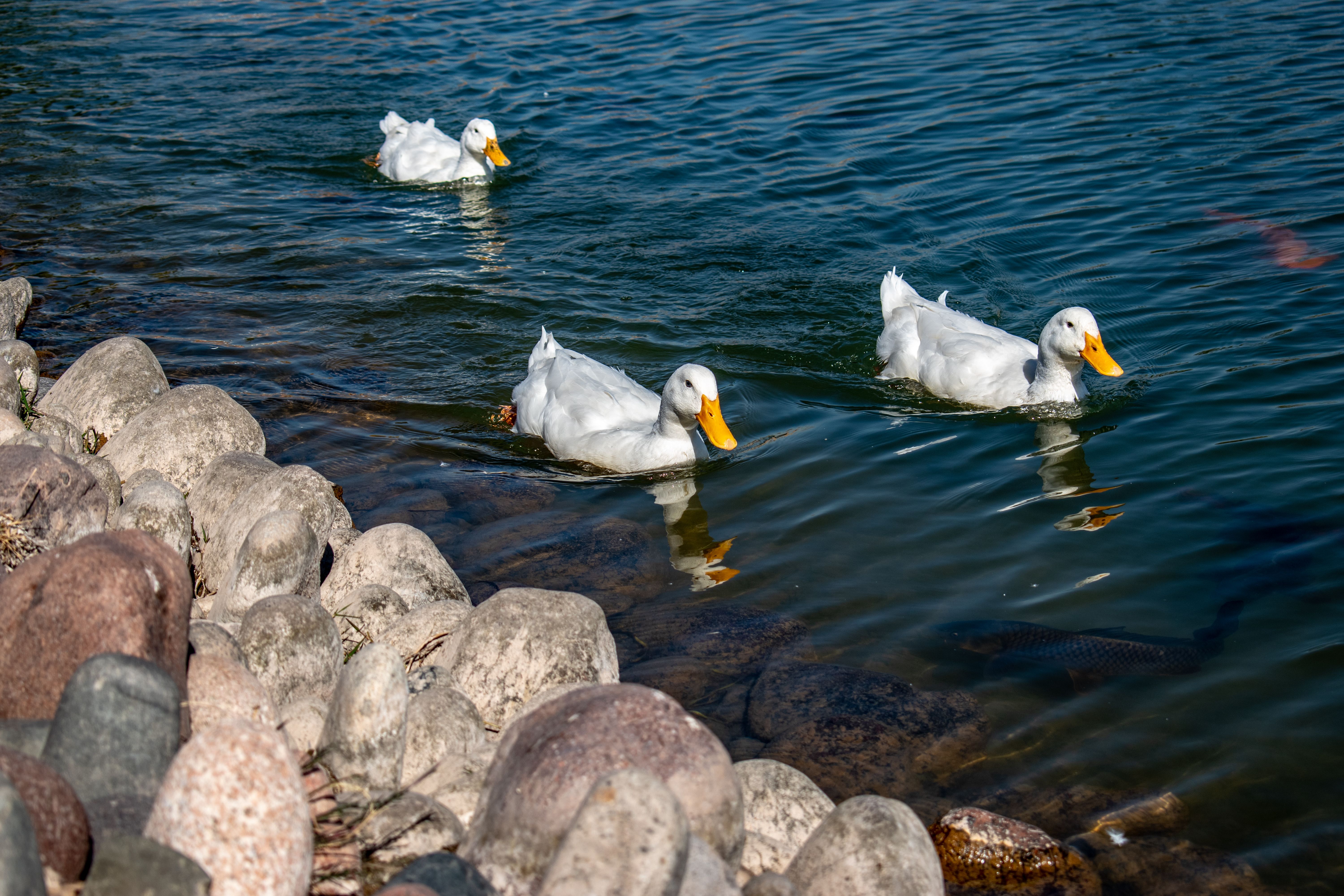 White Ducks in Nature · Free Stock Photo
