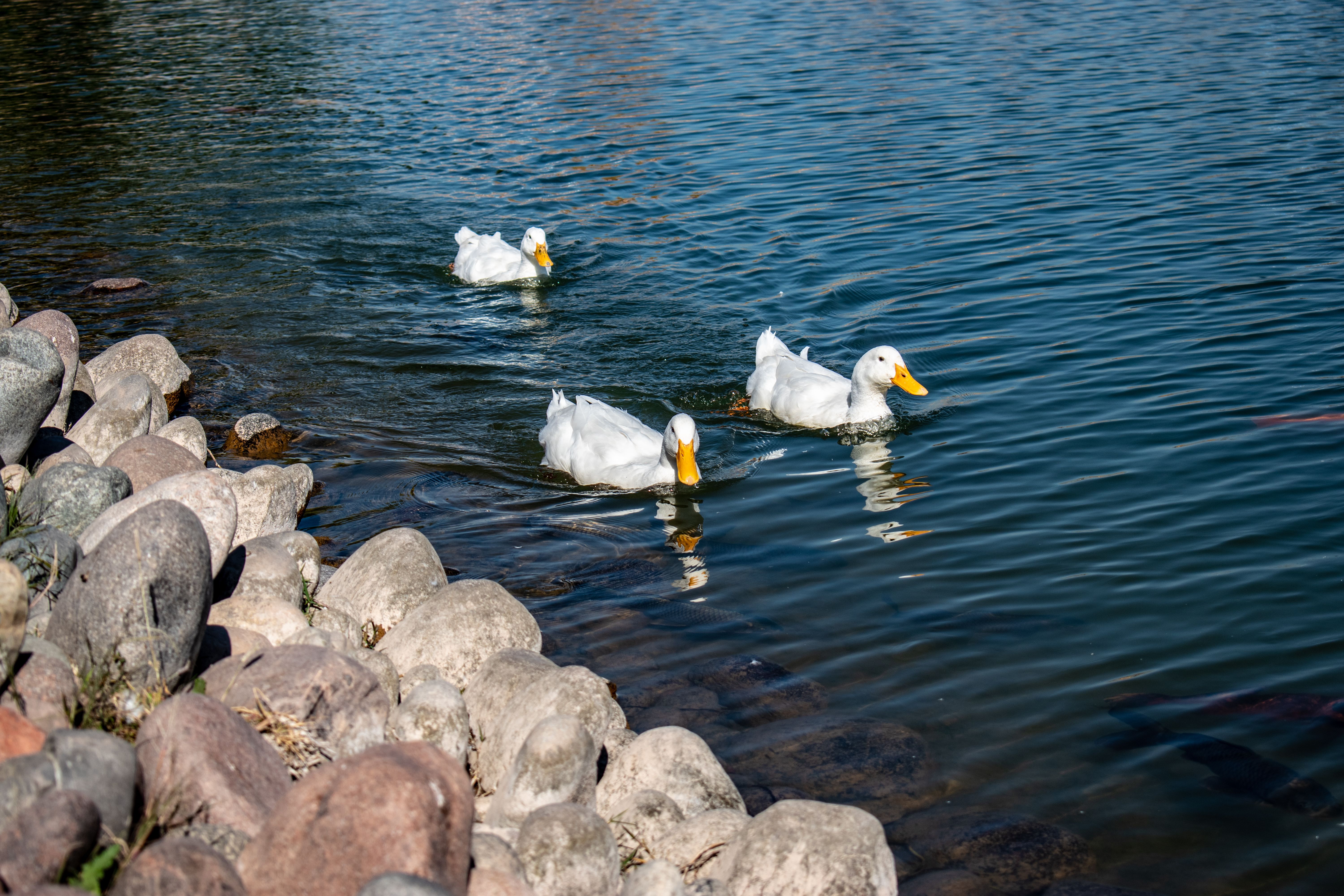 White Ducks in Nature · Free Stock Photo