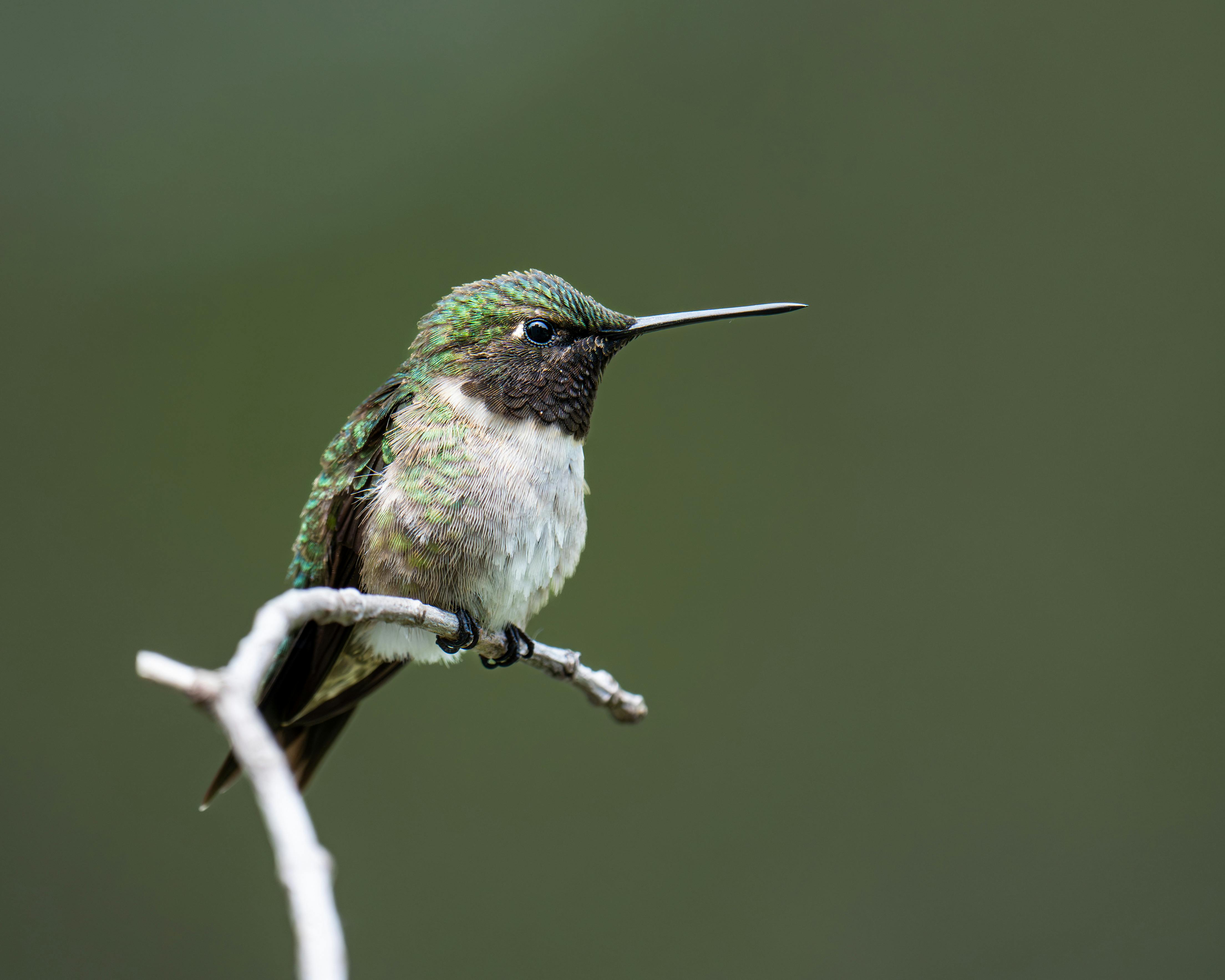 Little Hummingbird on Twig · Free Stock Photo